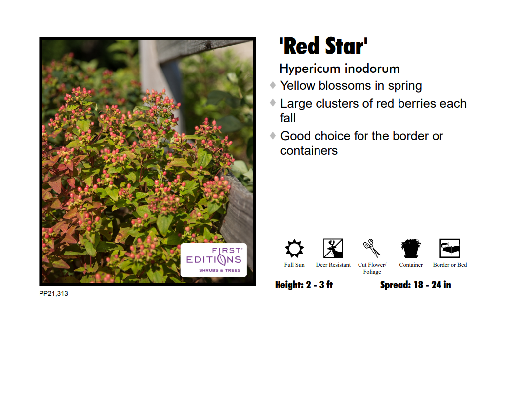 Hypericum - Red Star St John's Wort – Pandy's Garden Center