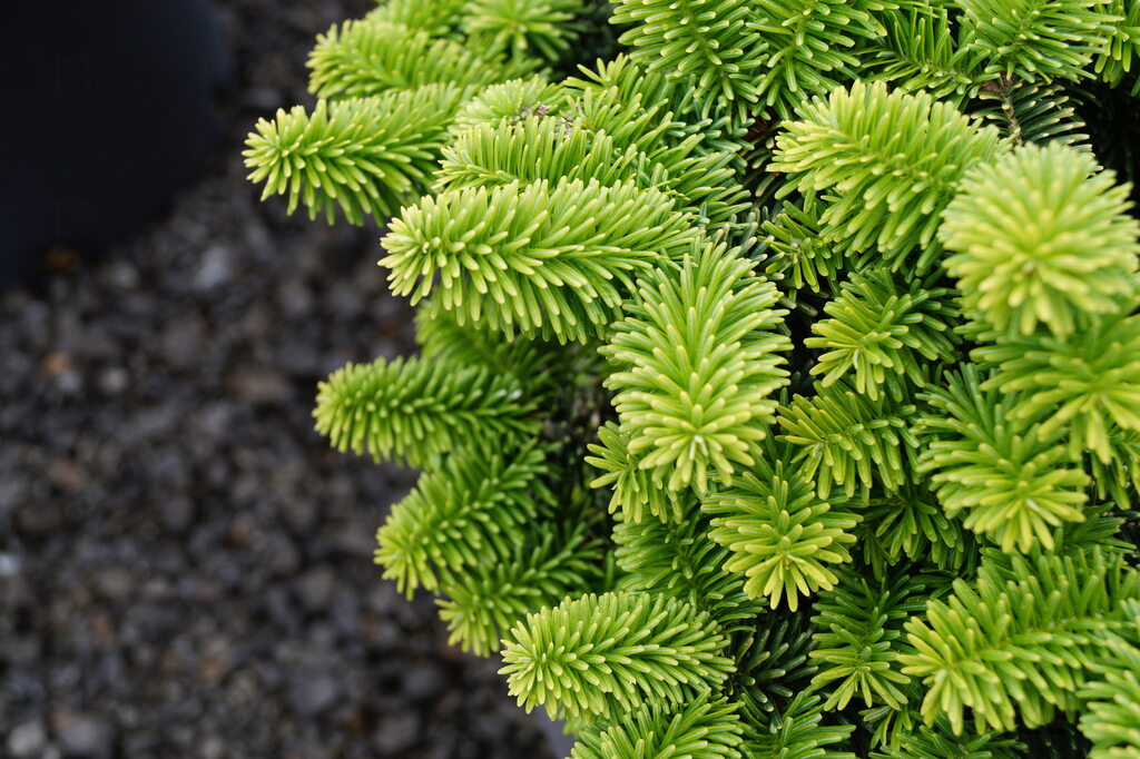Fir - Dwarf Balsam – Pandy's Garden Center