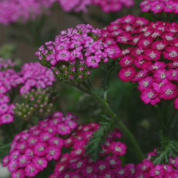 Achillea "Vintage Violet" Yarrow – Pandy's Garden Center