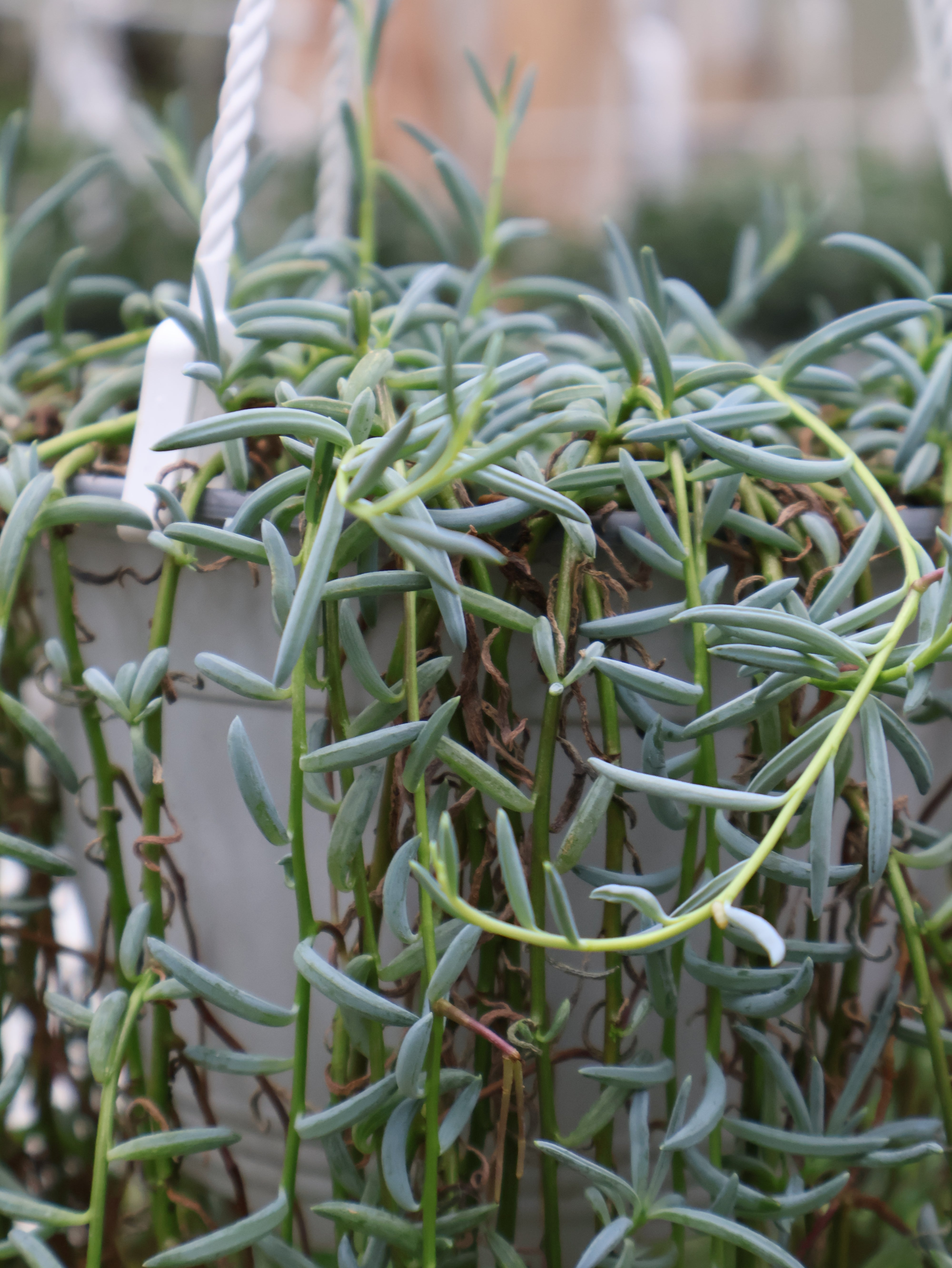 6" STRING OF BANANA'S – Pandy's Garden Center