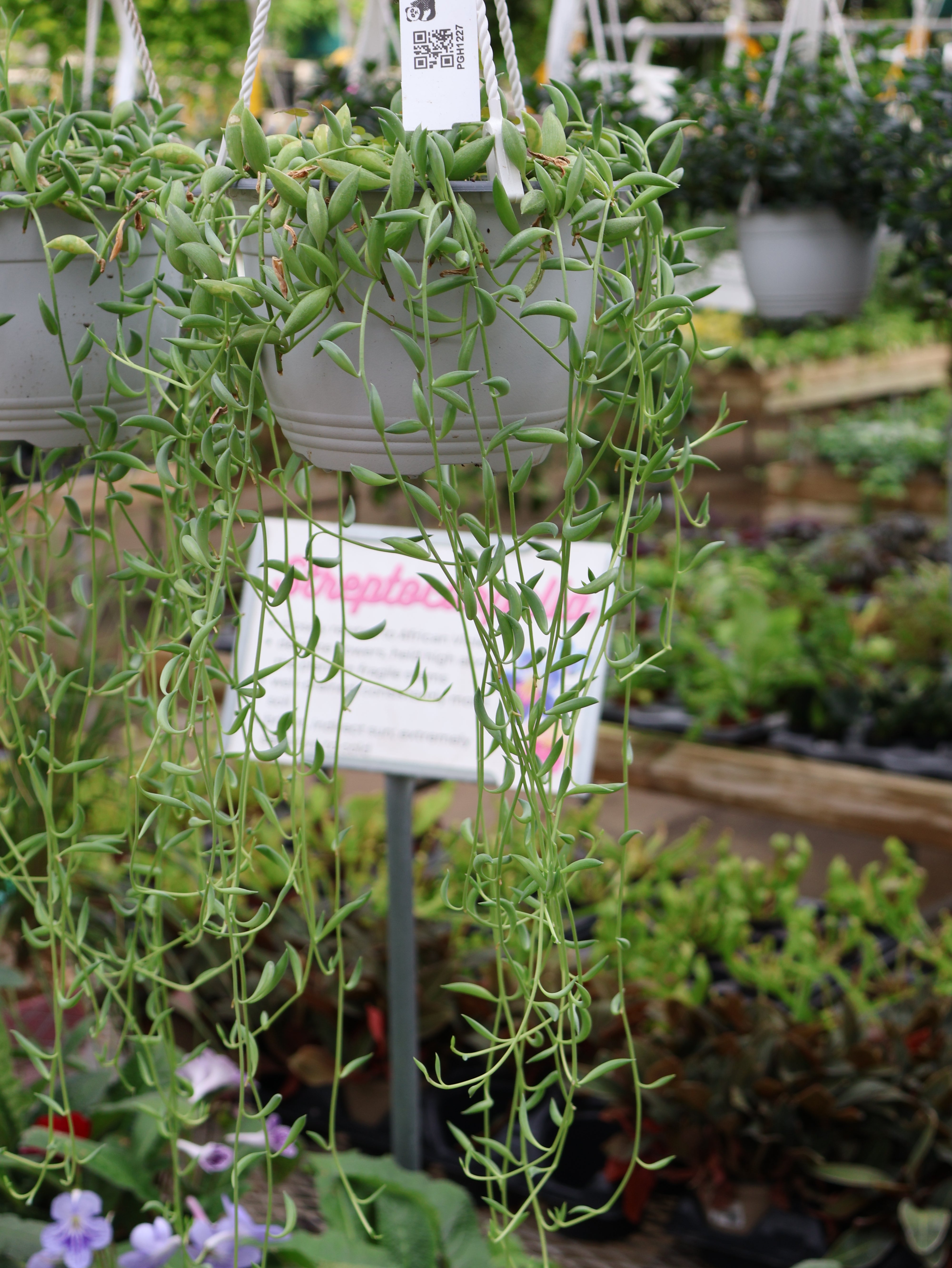 6" HB STRING OF SMILES – Pandy's Garden Center