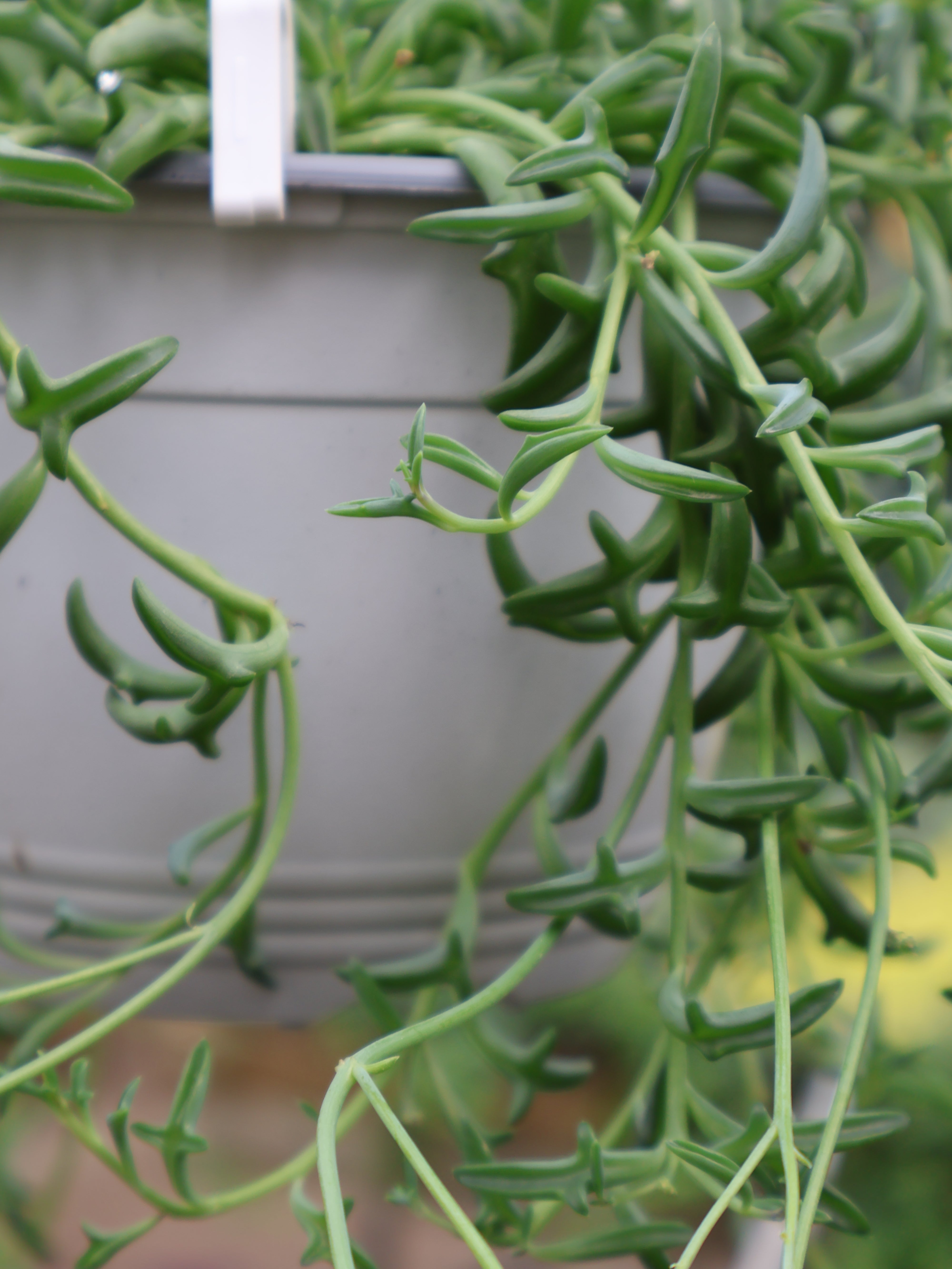 6" HB STRING OF DOLPHINS – Pandy's Garden Center