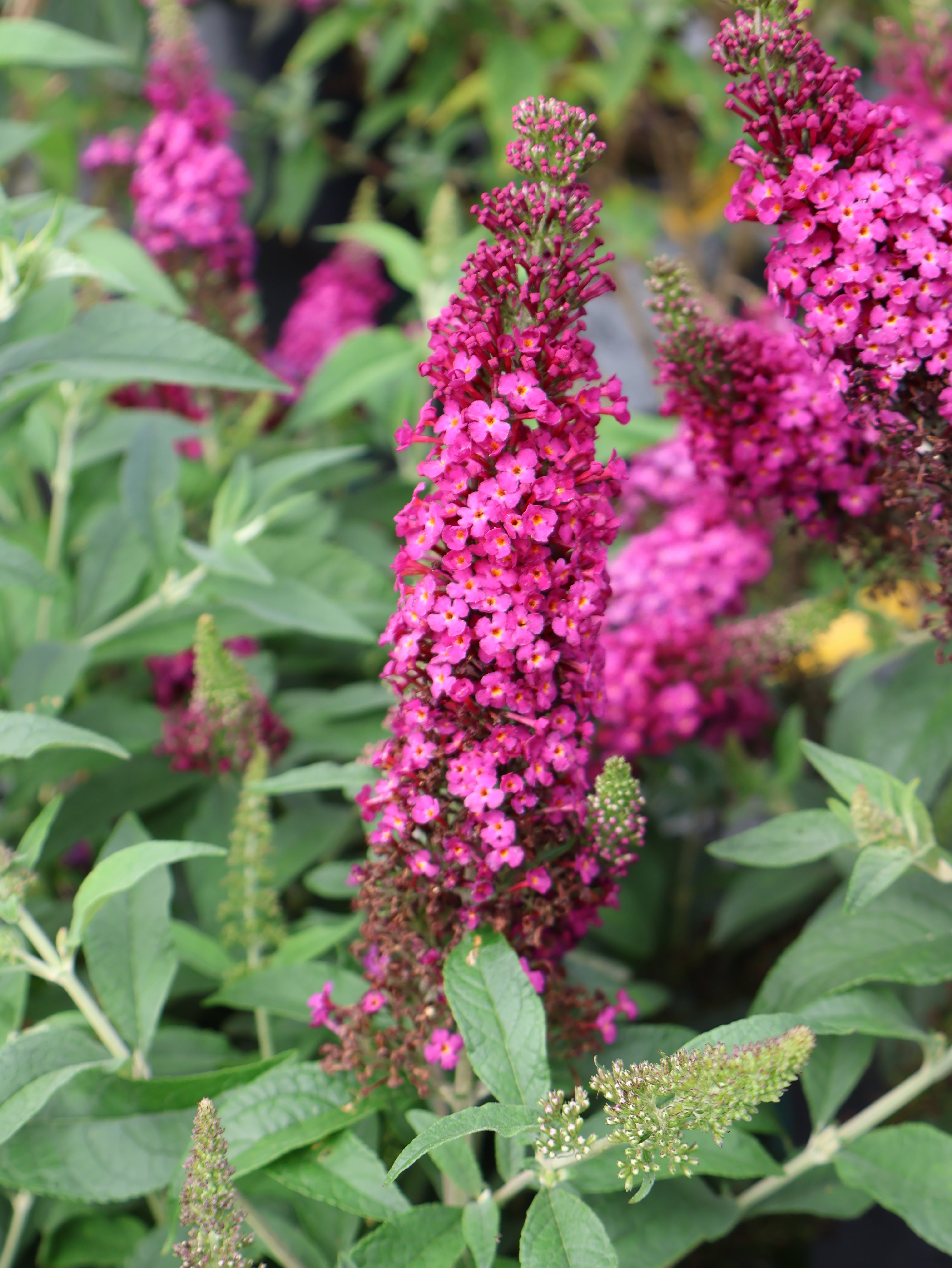 Butterfly Bush - Cranberry Chrysallis Dwarf – Pandy's Garden Center