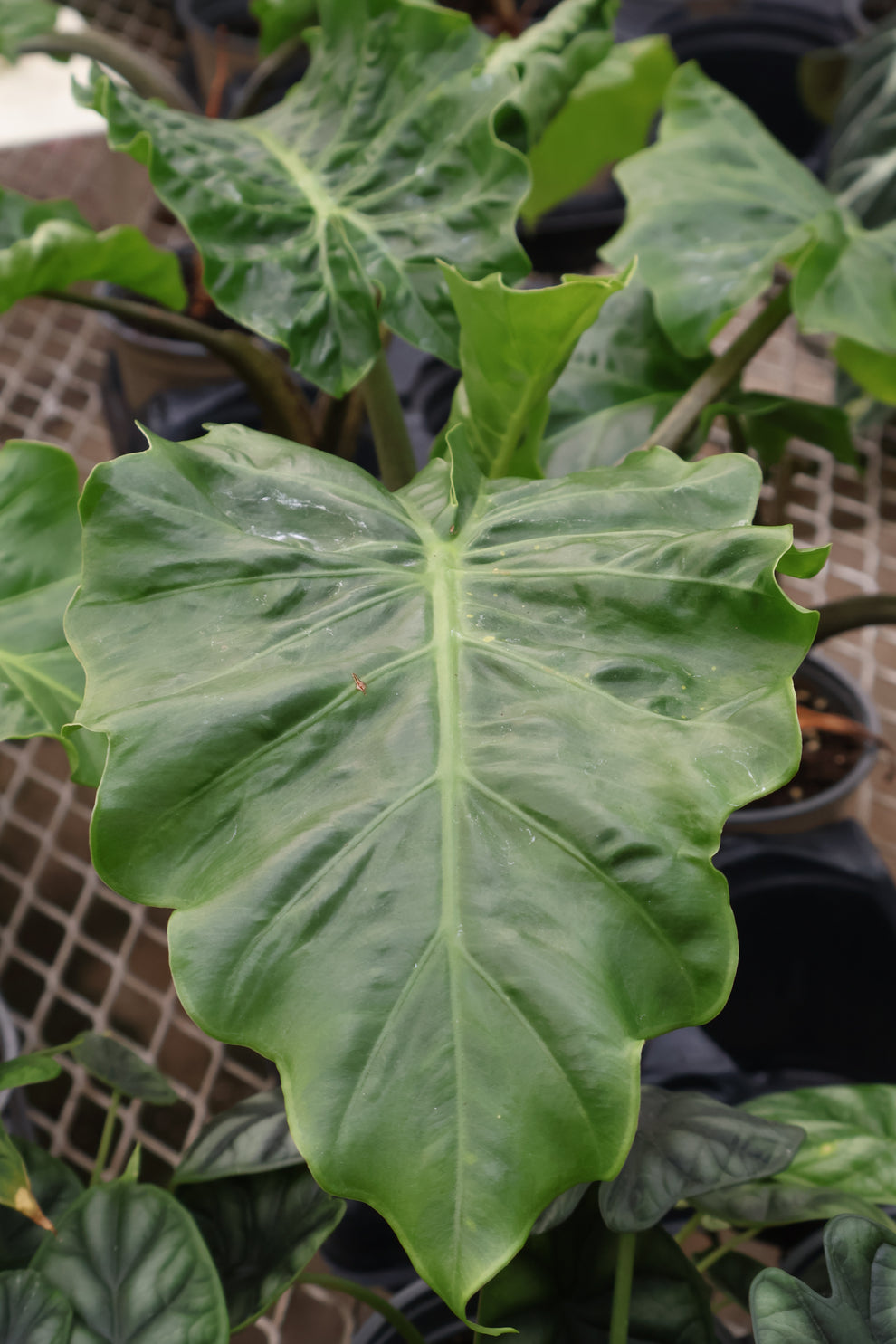 4.5" ALOCASIA LOW RIDER – Pandy's Garden Center