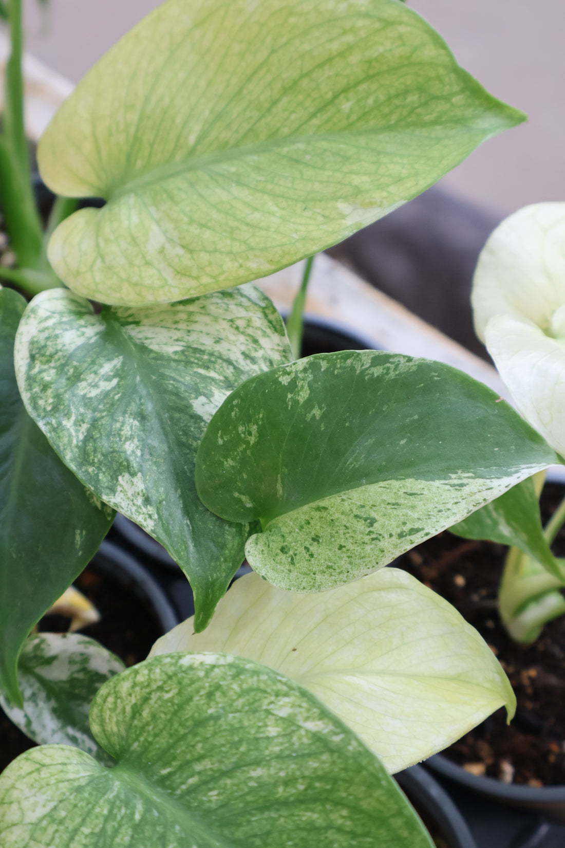 4.5" MONSTERA MINT VARIEGATED – Pandy's Garden Center