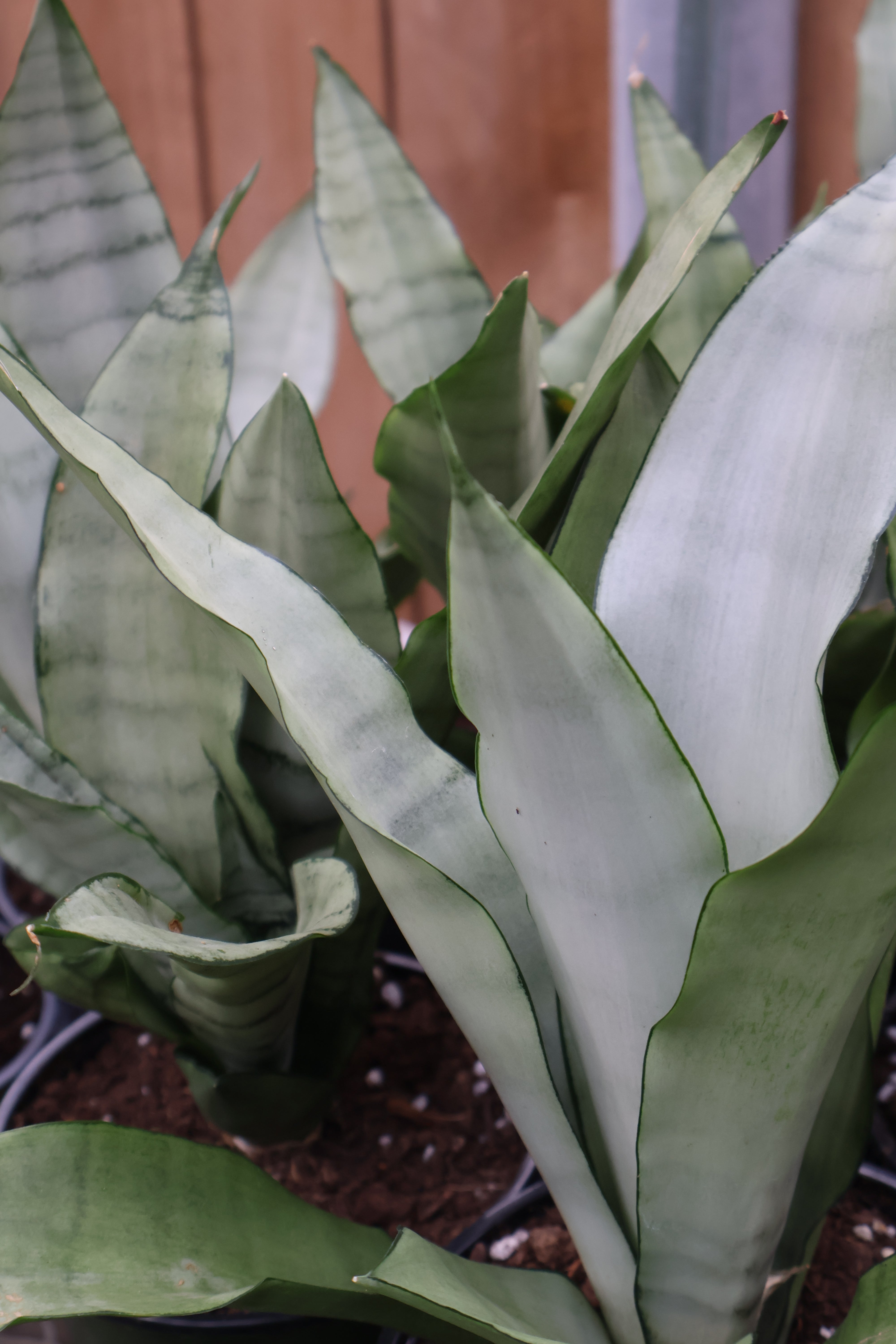 6" SANSEVIERIA MOONSHINE – Pandy's Garden Center