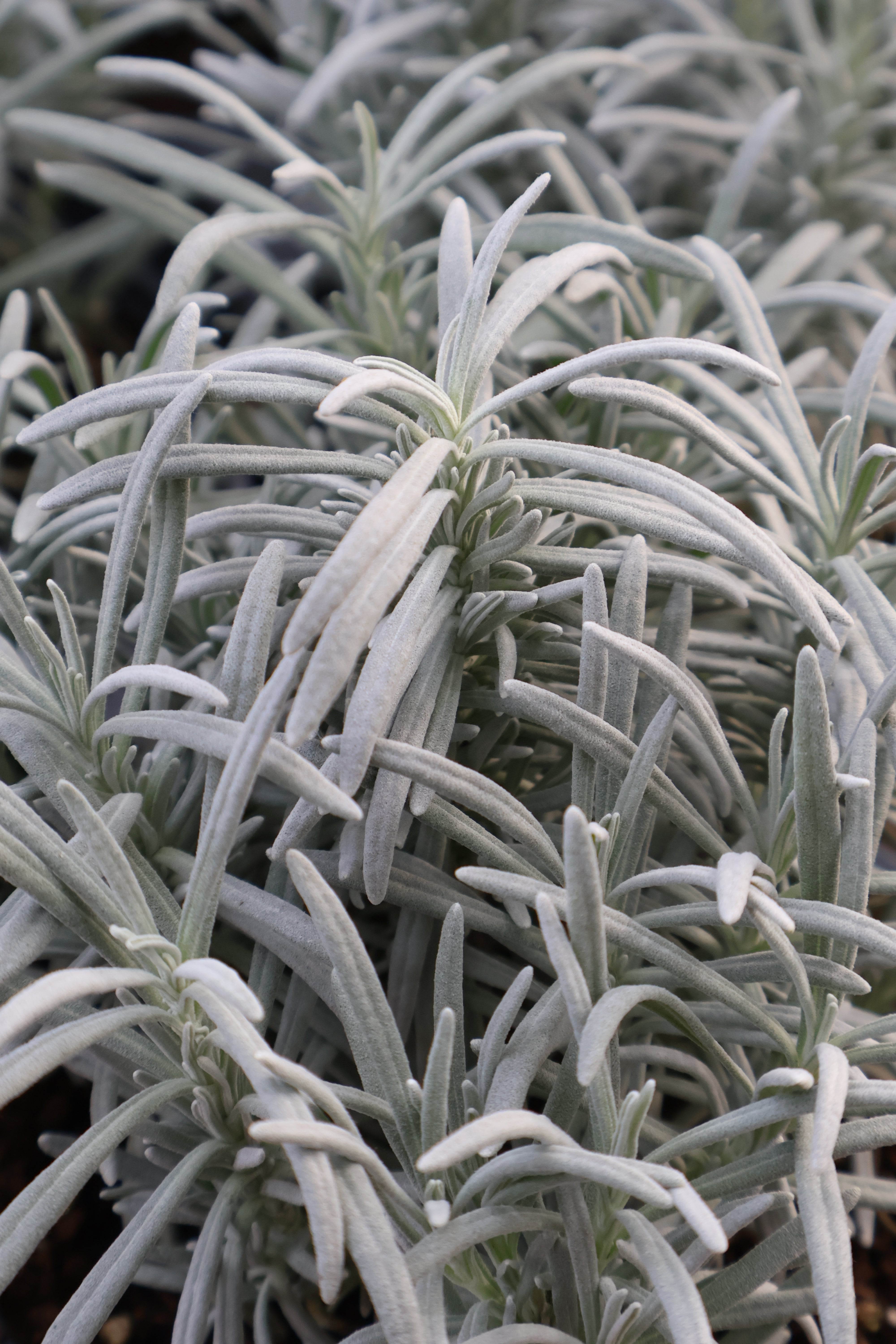 6" LAVENDER – Pandy's Garden Center