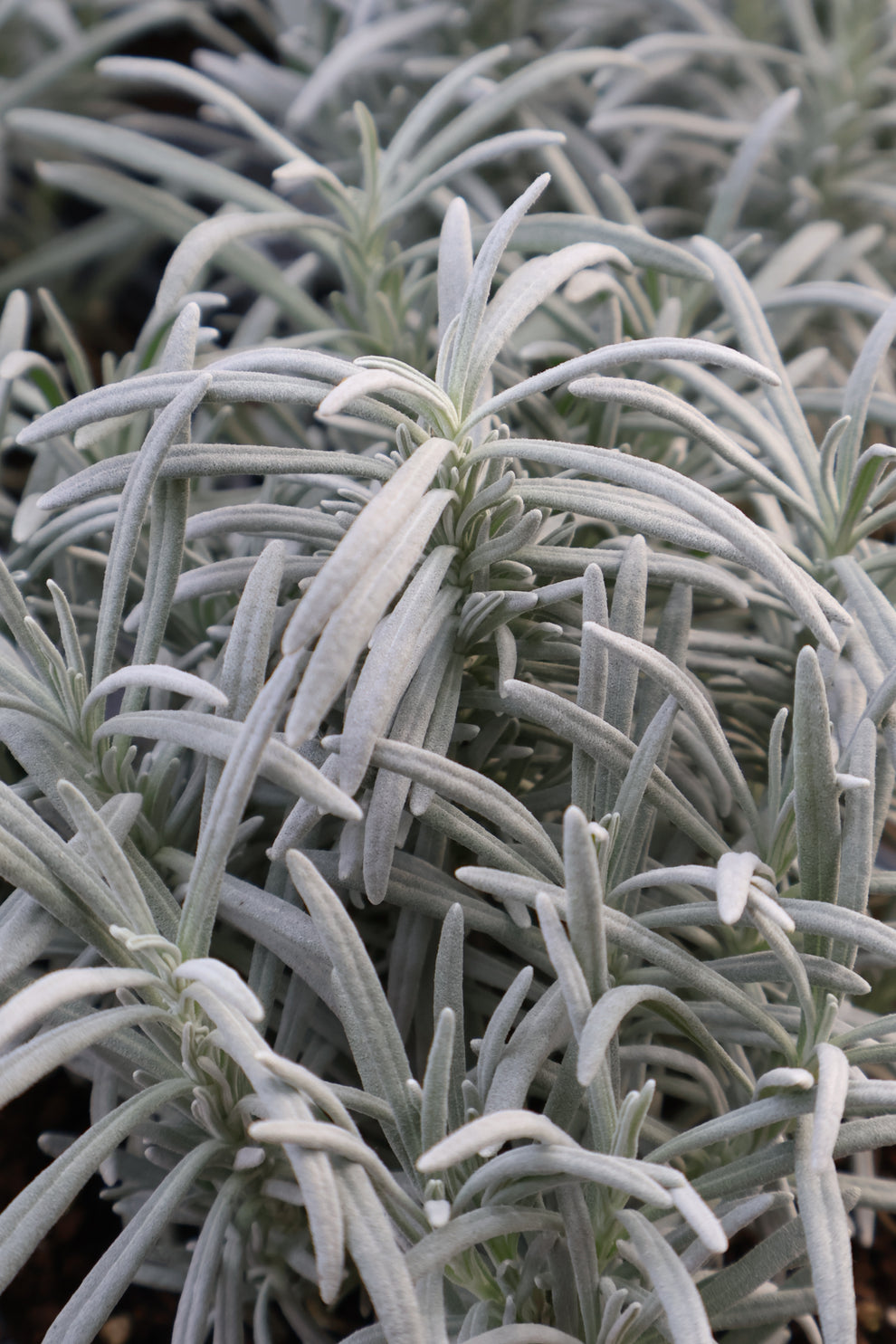 6" LAVENDER – Pandy's Garden Center