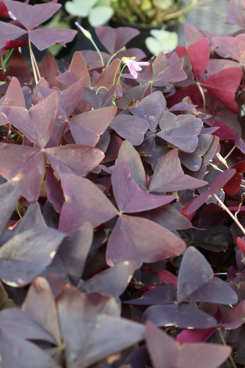 4" SHAMROCK – Pandy's Garden Center