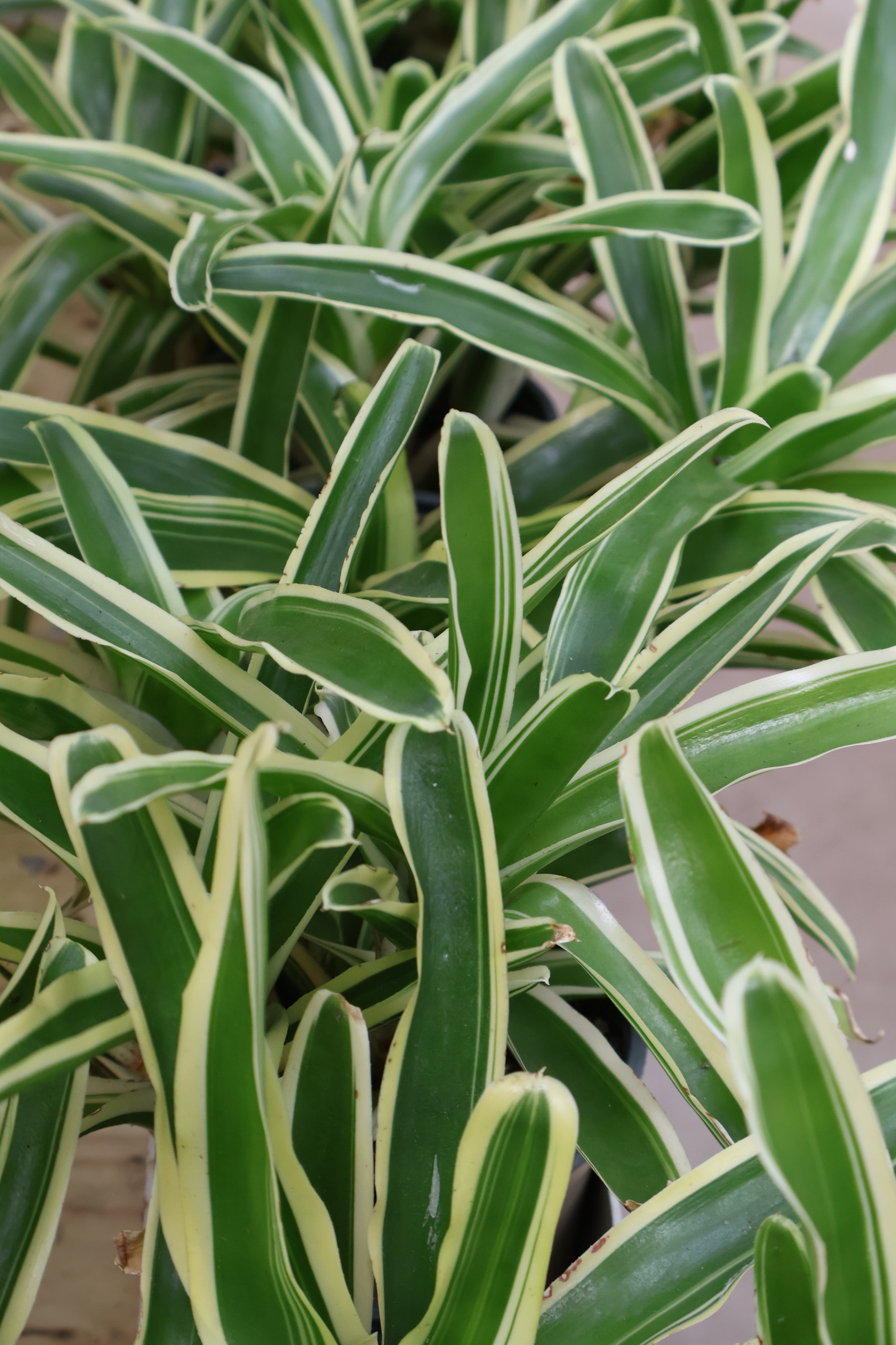 4" BROMELIAD ASSORTED – Pandy's Garden Center