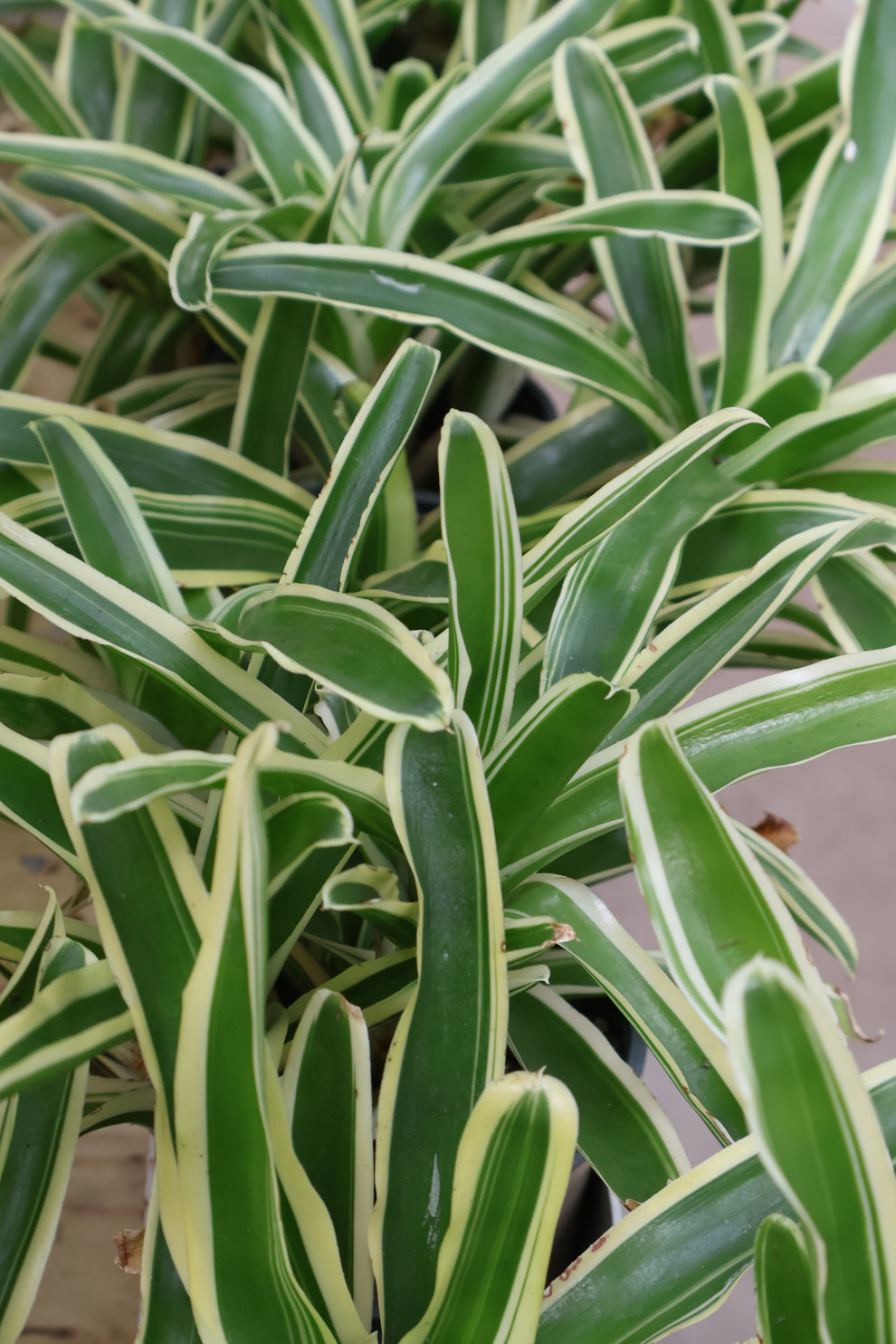 4" BROMELIAD ASSORTED – Pandy's Garden Center