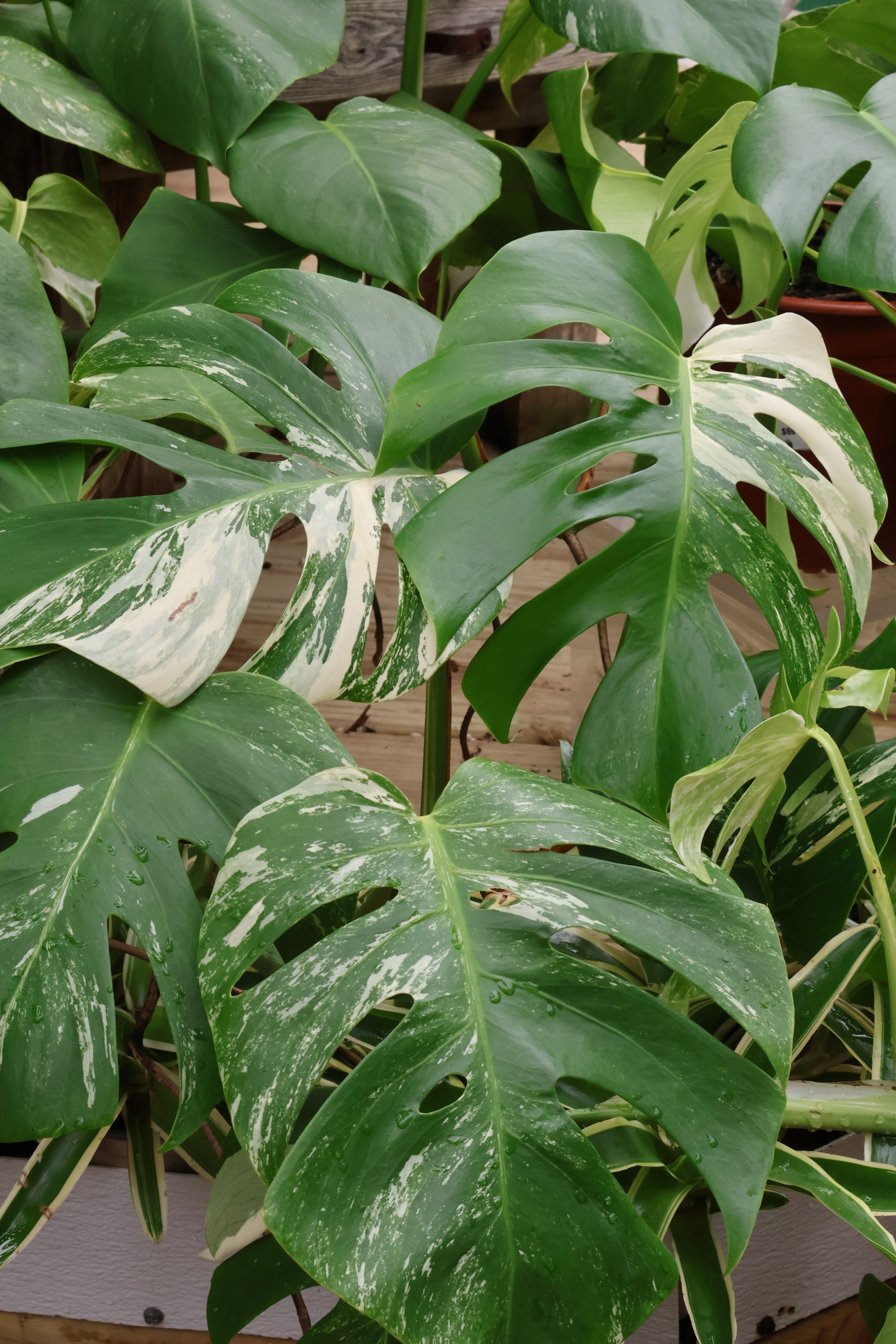 8" MONSTERA ALBO BORSIGIANA – Pandy's Garden Center