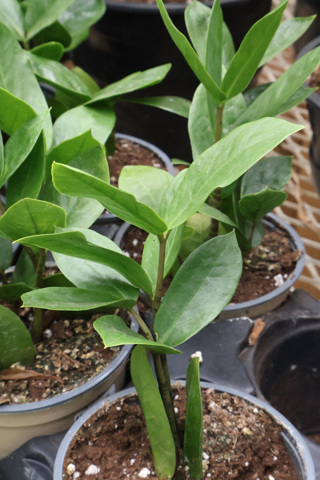 4" ZZ PLANT – Pandy's Garden Center