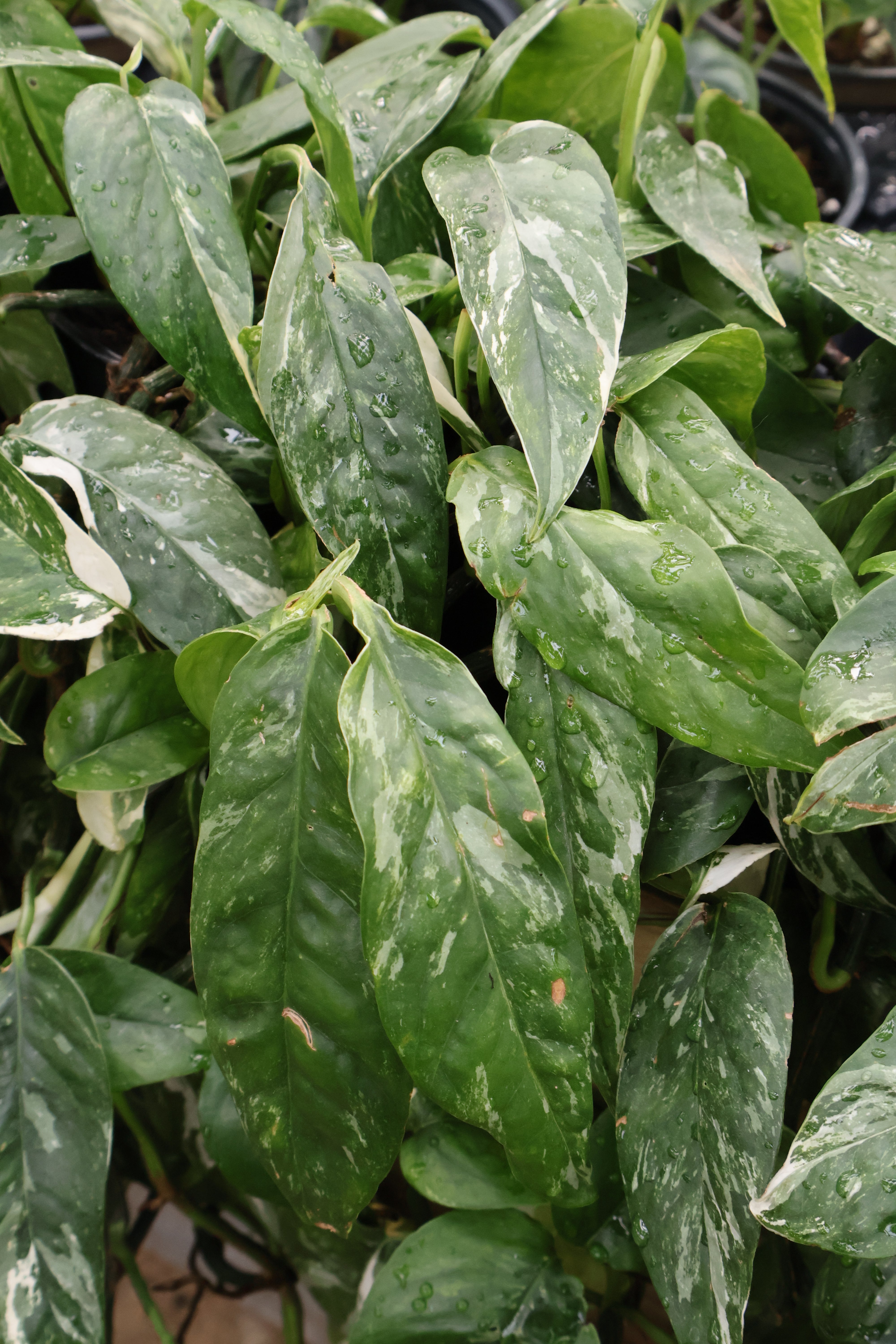 4" POTHOS PINNATUM ALBO – Pandy's Garden Center