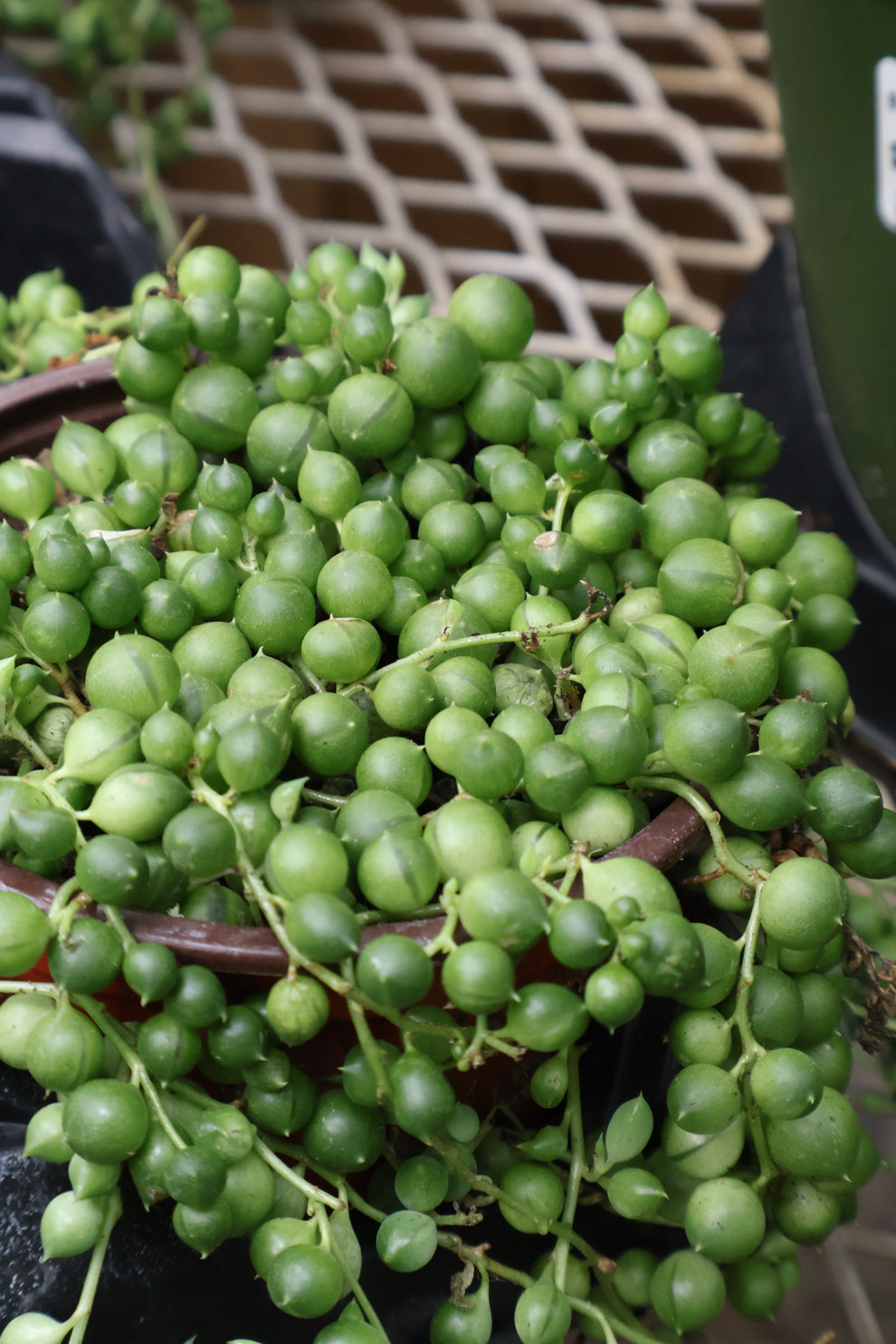 4" STRING OF PEARLS – Pandy's Garden Center