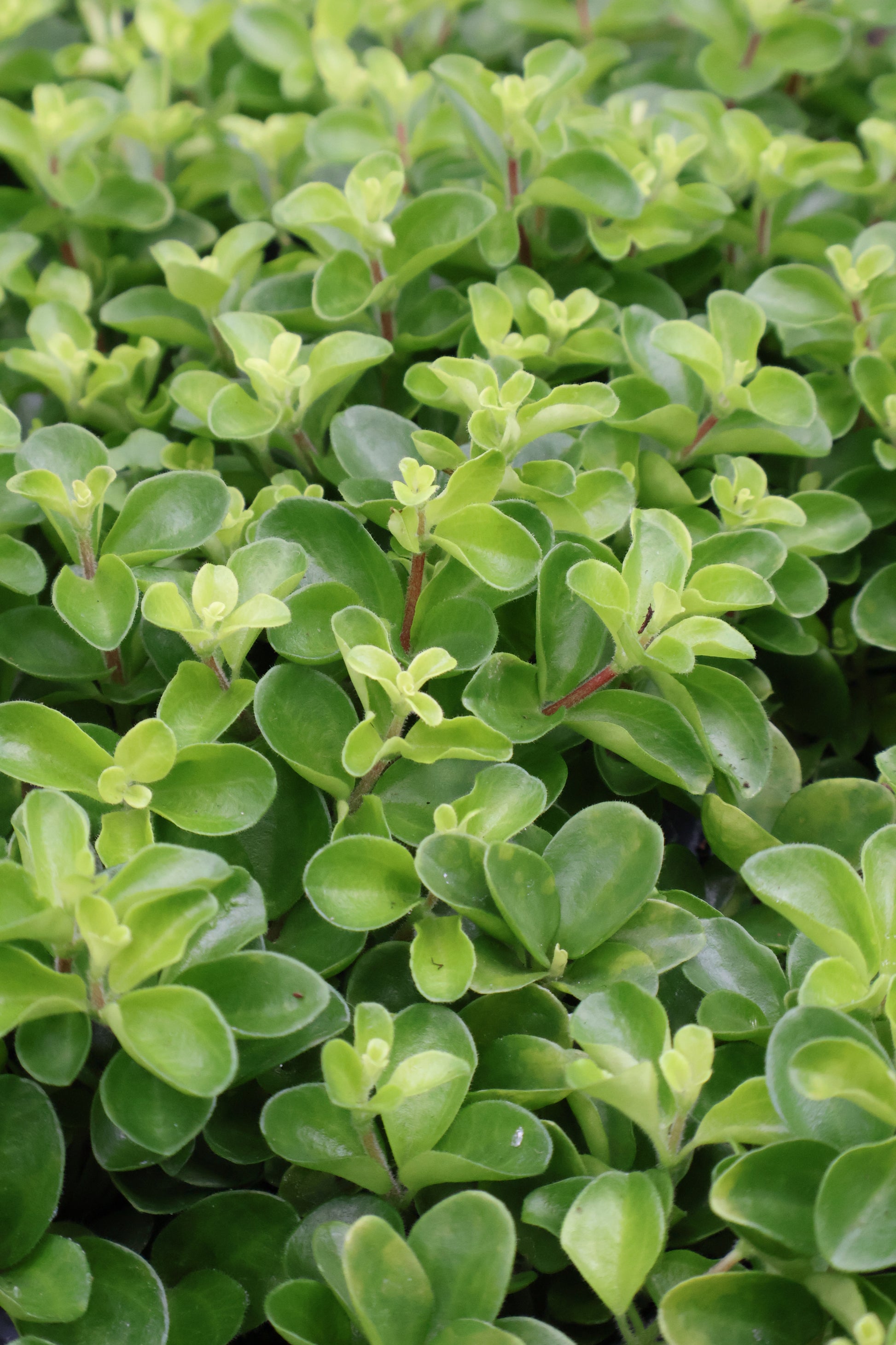 4.5" PEPPEROMIA JITTER BUG – Pandy's Garden Center