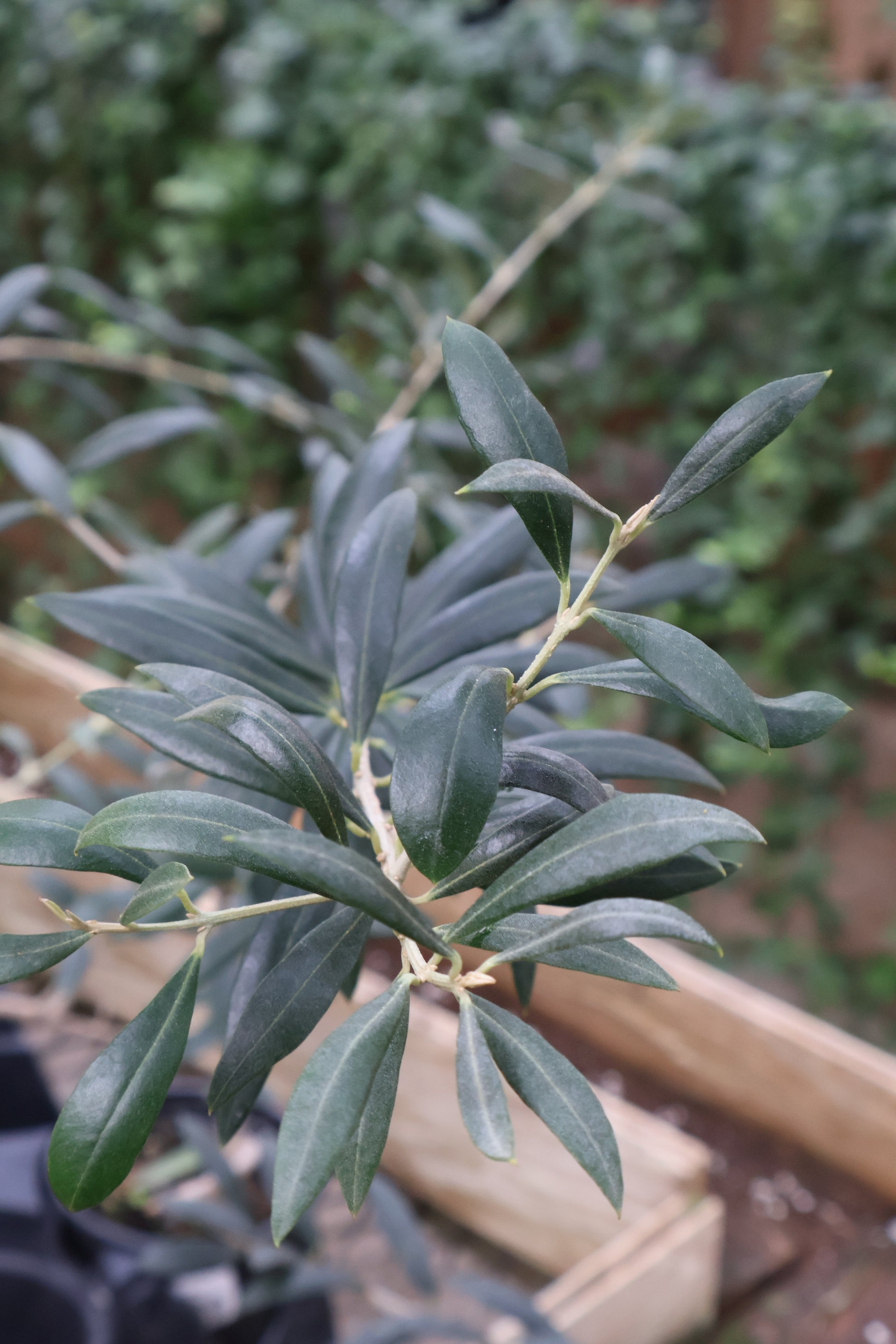 4" OLIVE ARBEQUINA – Pandy's Garden Center