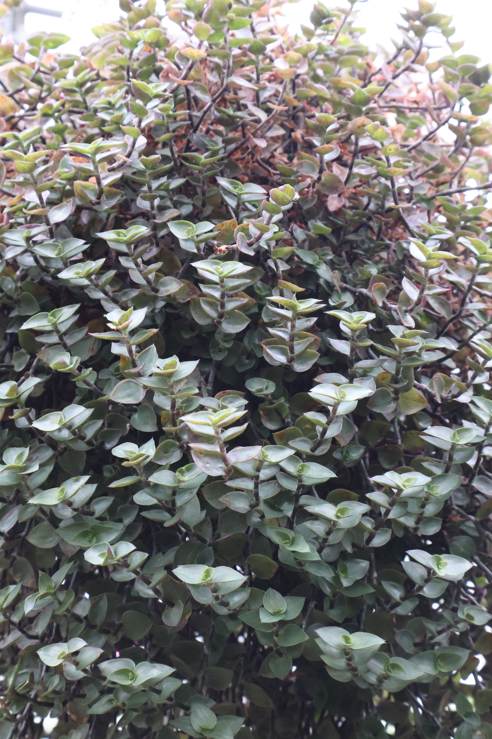 6" HB BOLIVIAN JEW – Pandy's Garden Center