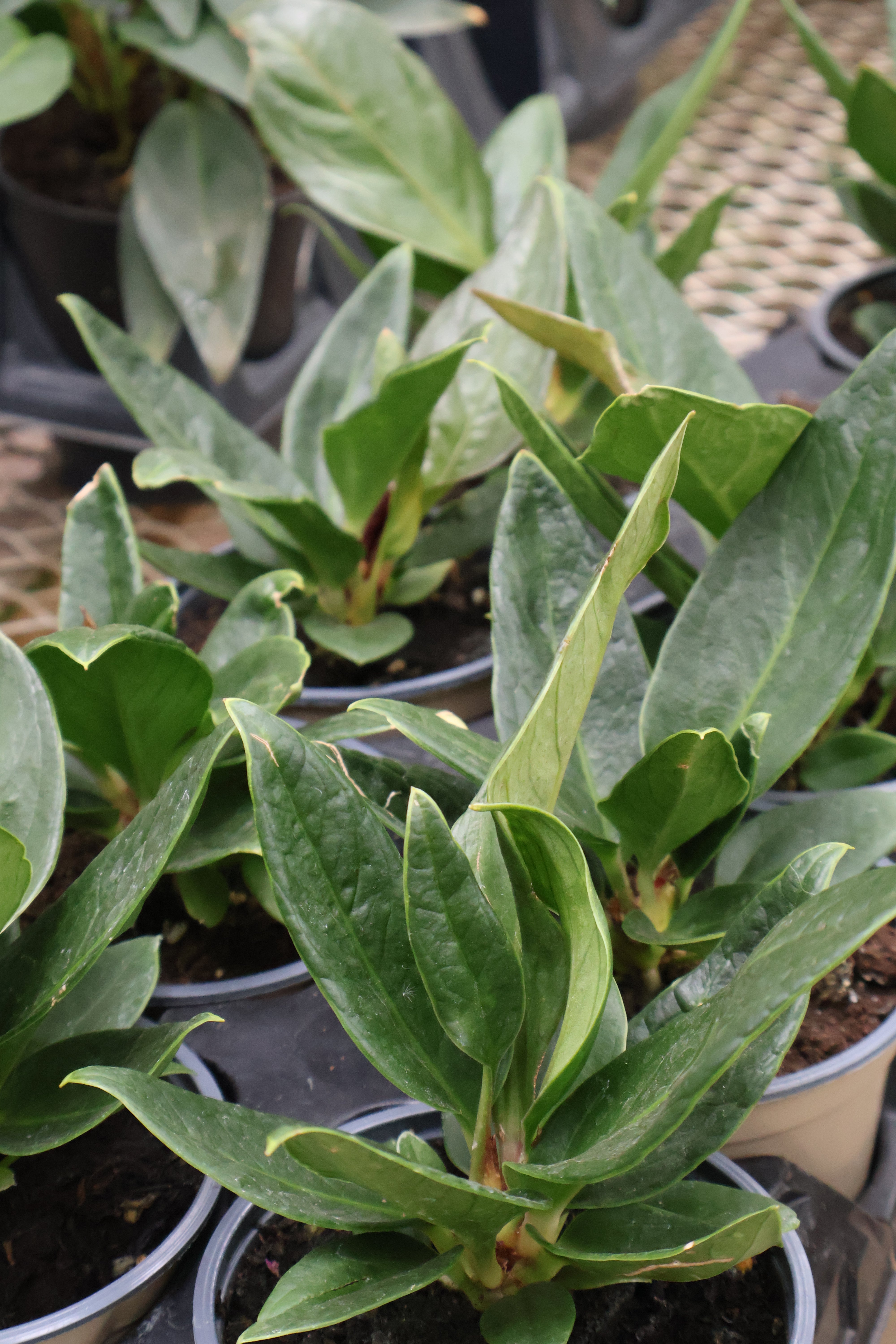 4.5" ANTHURIUM PLOWMANII – Pandy's Garden Center