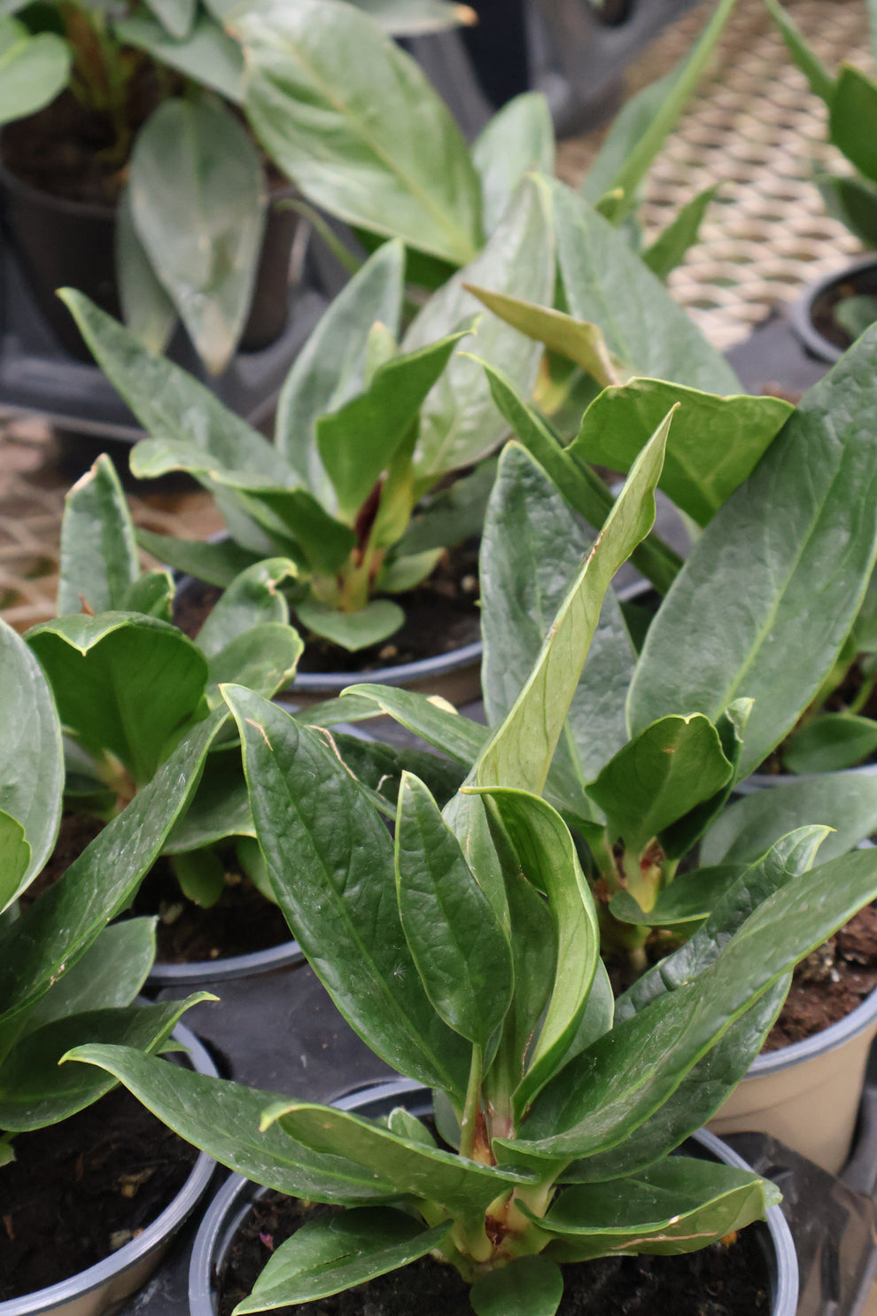 4.5" ANTHURIUM PLOWMANII – Pandy's Garden Center