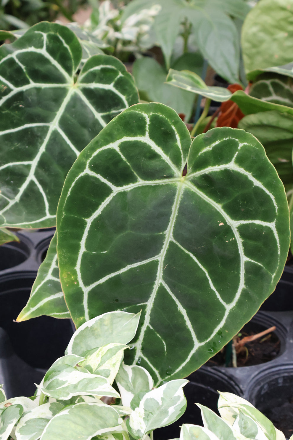 4" ANTHURIUM CRYSTAILINUM – Pandy's Garden Center