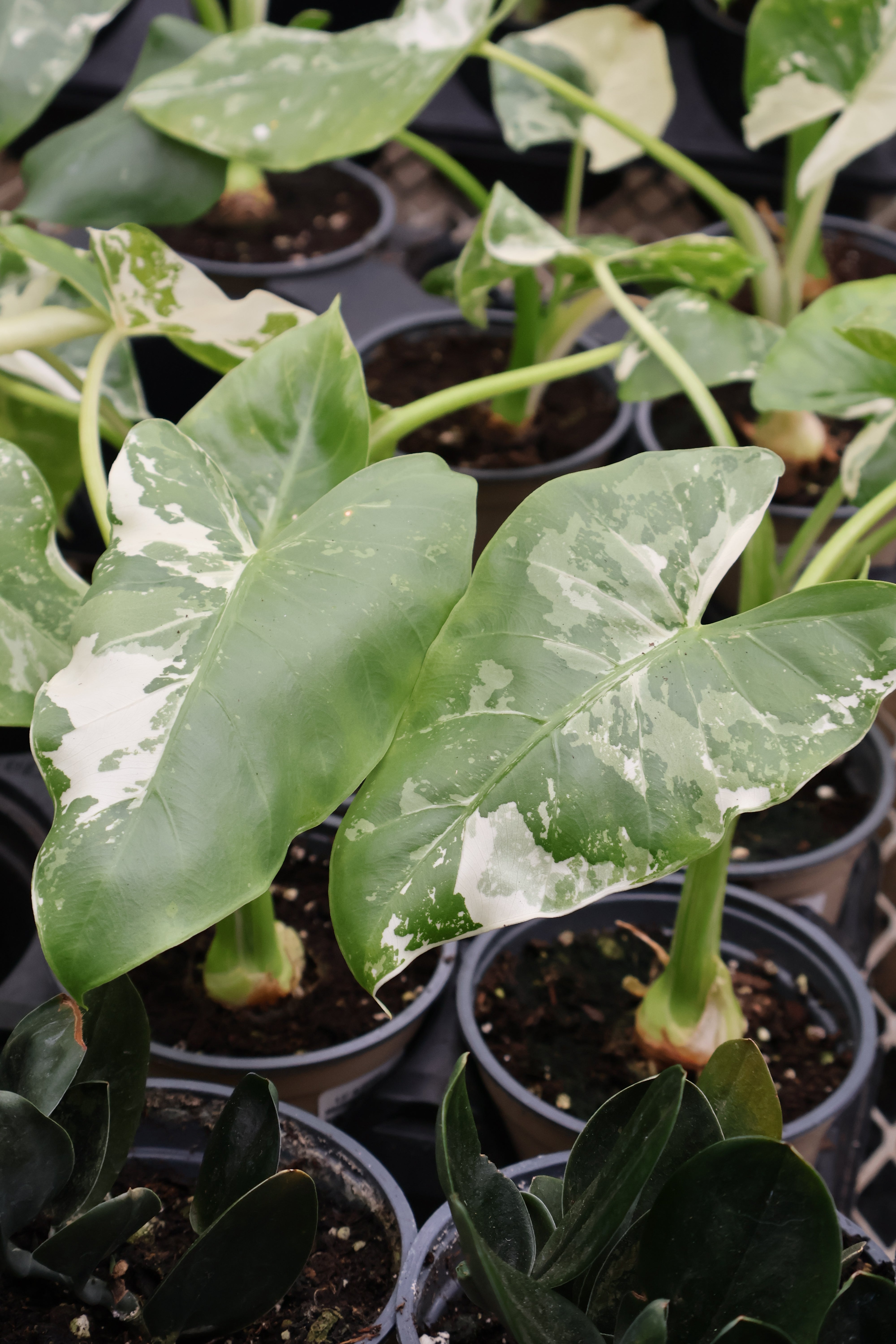 4.5" ALOCASIA MACROHIZZA ALBO – Pandy's Garden Center