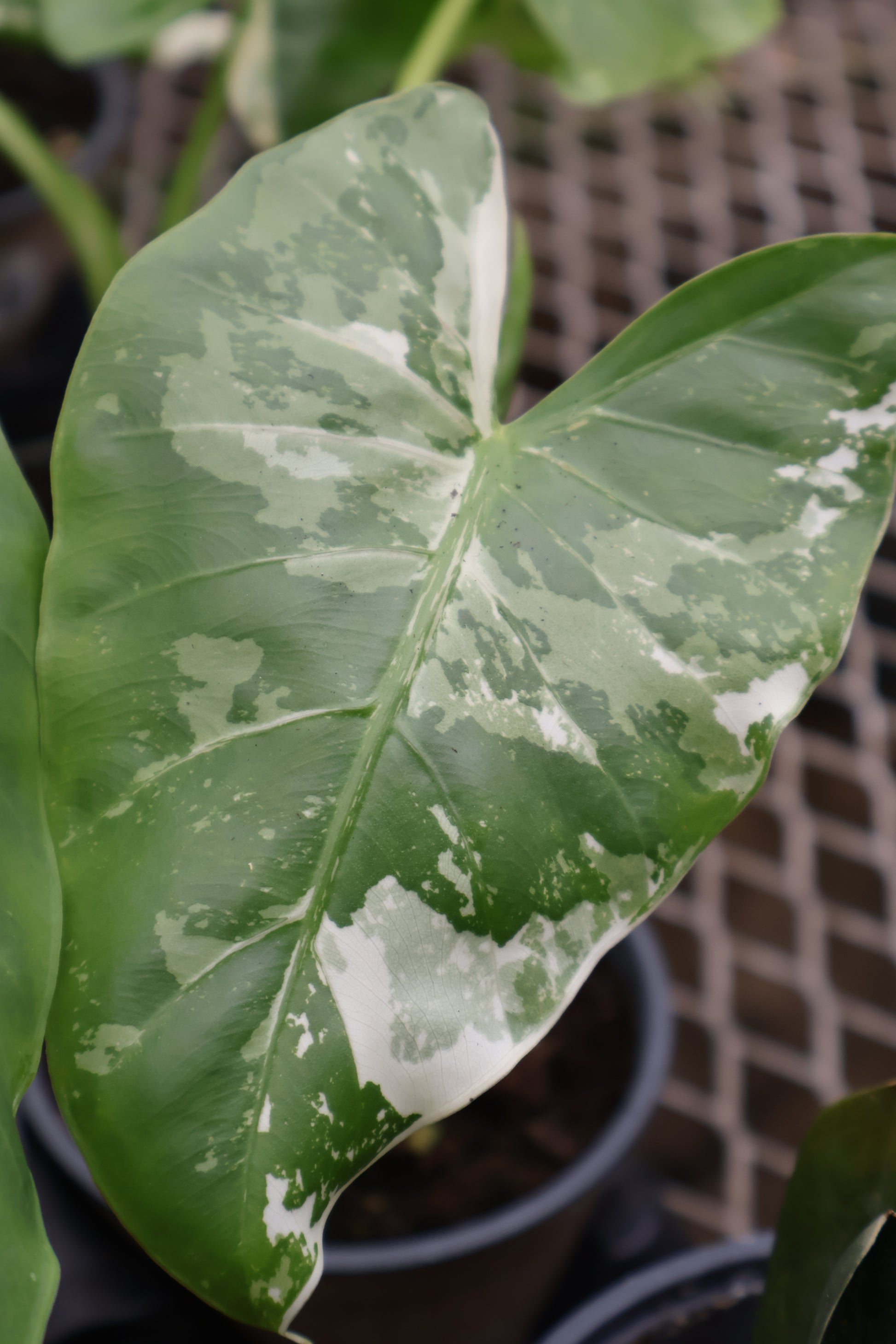 4.5" ALOCASIA MACROHIZZA ALBO – Pandy's Garden Center