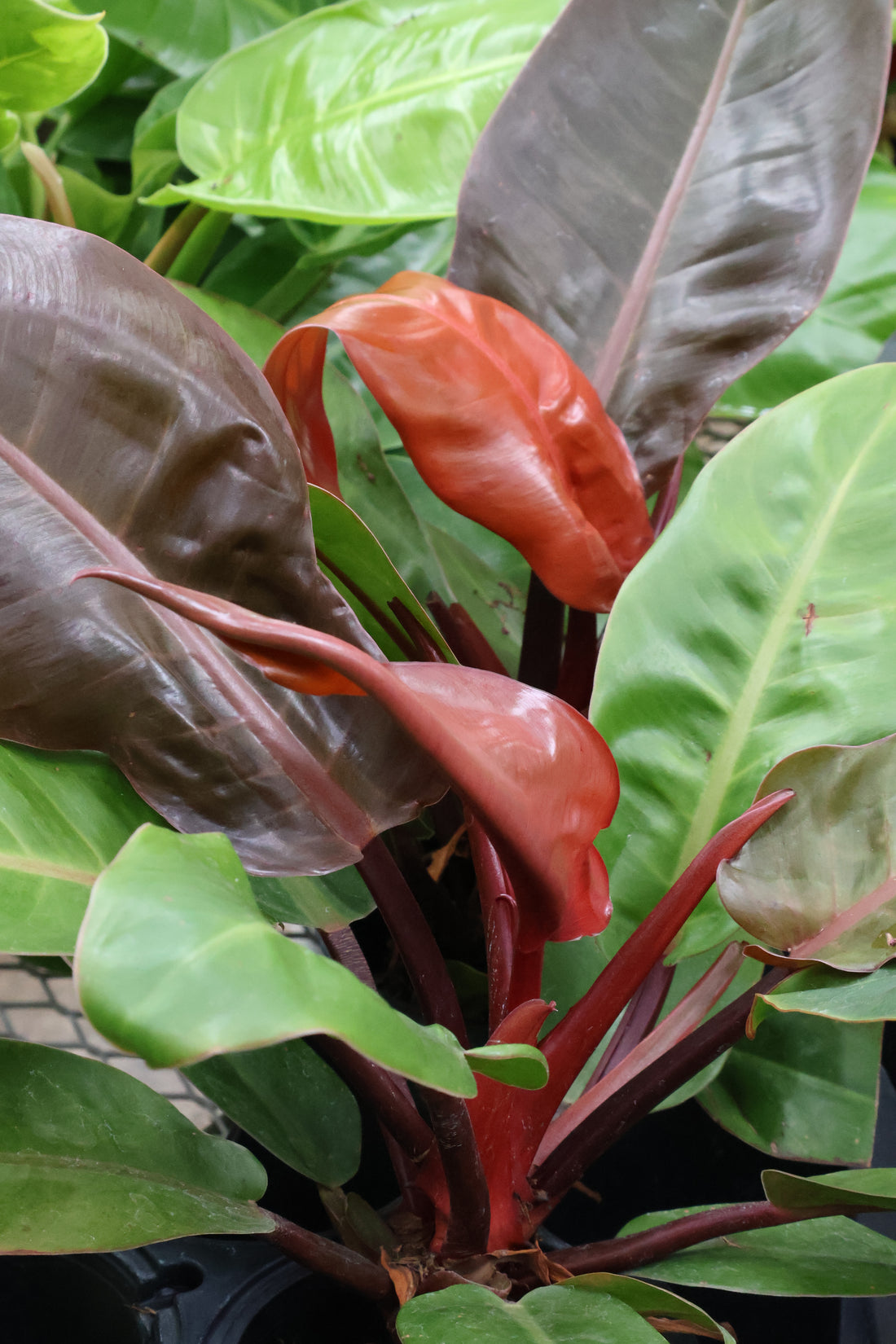 5" PHILODENDRON PRINCESS OF ORANGE – Pandy's Garden Center