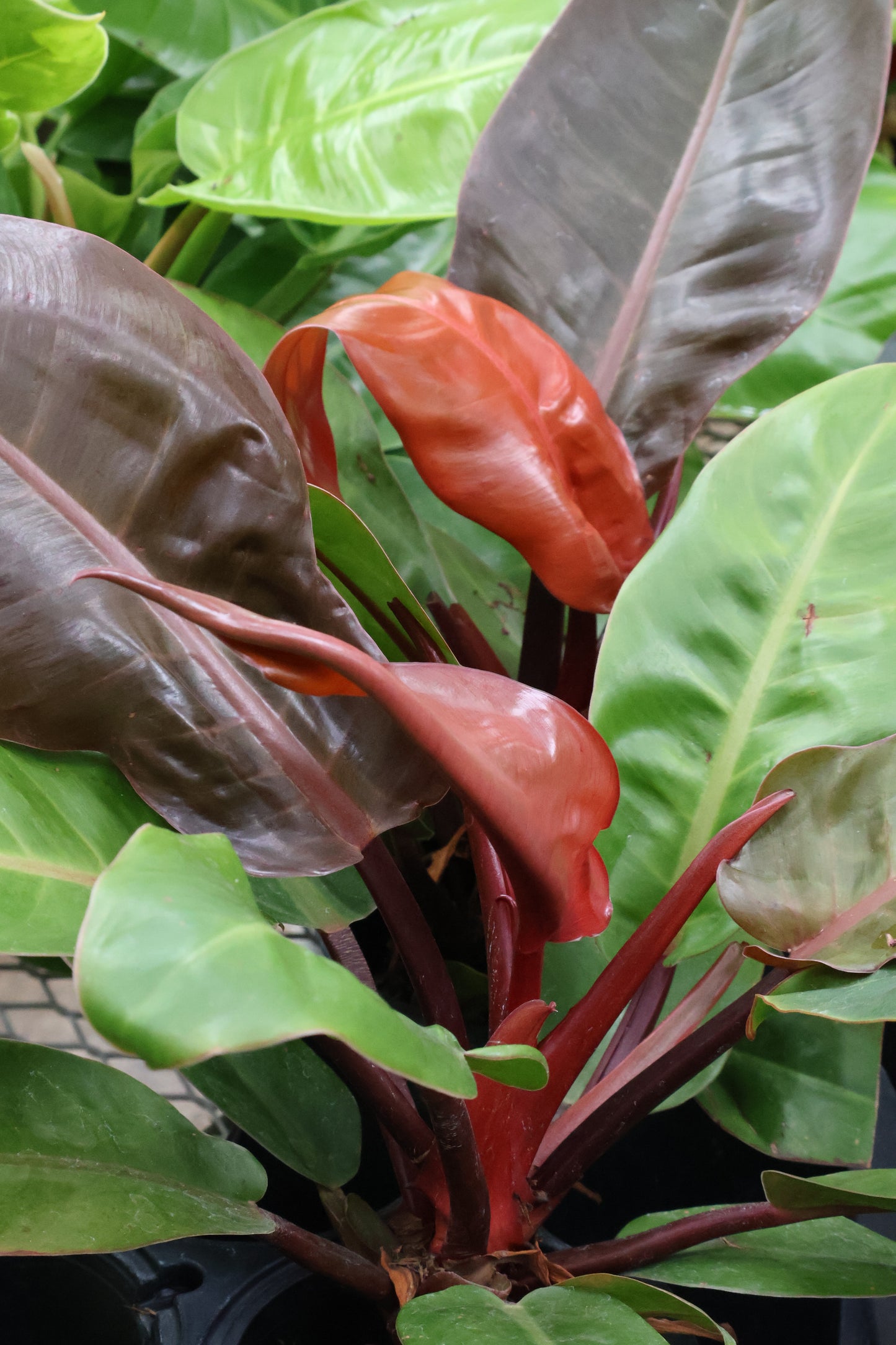 5" PHILODENDRON PRINCESS OF ORANGE – Pandy's Garden Center