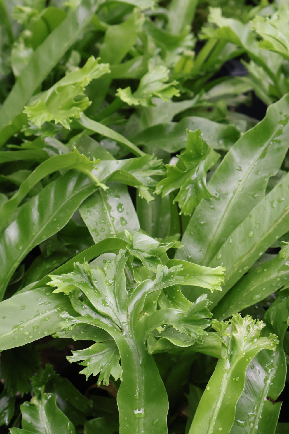 5" FERN BIRDS NEST CRISSIE – Pandy's Garden Center