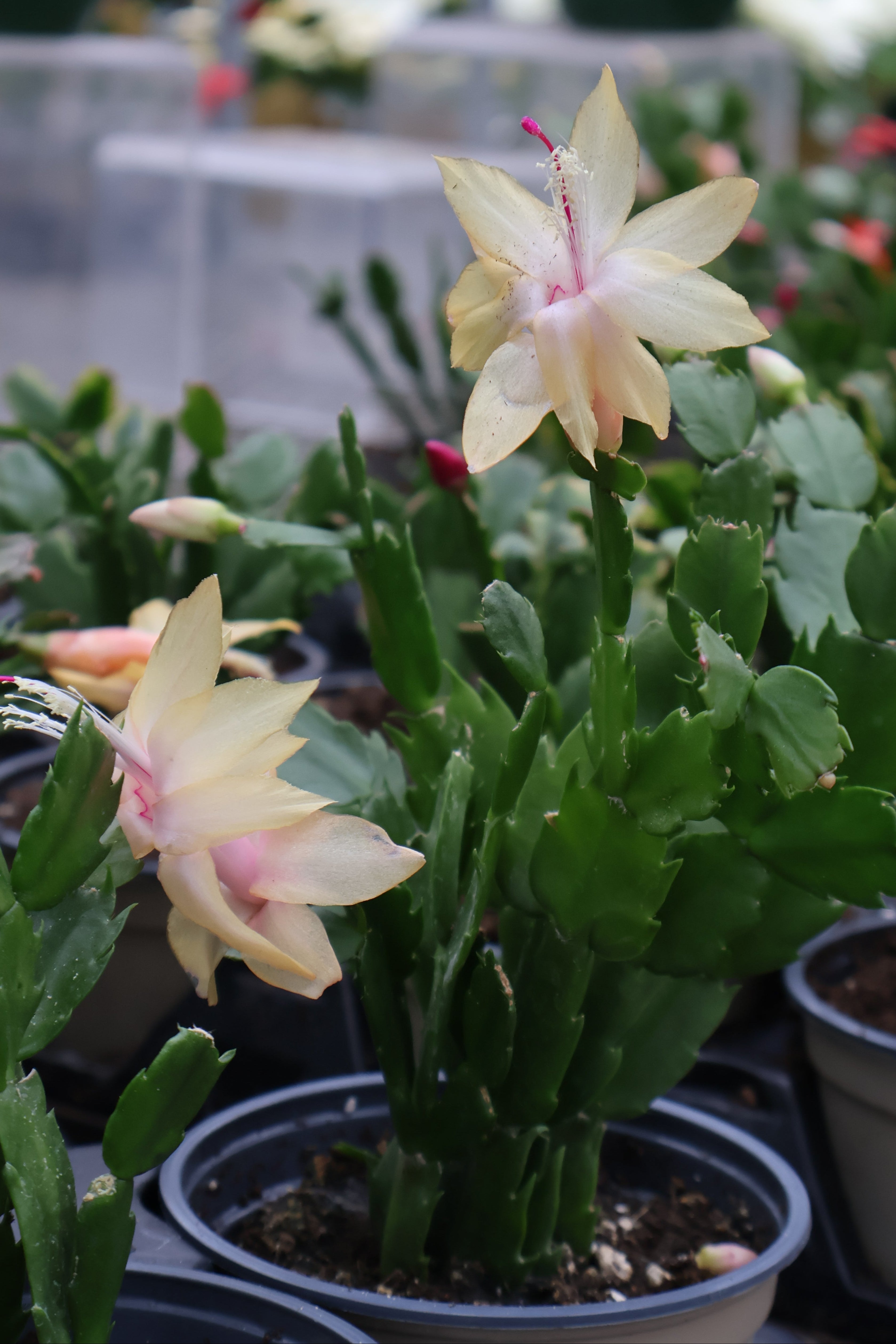 4.5" YELLOW CHRISTMAS CACTUS – Pandy's Garden Center