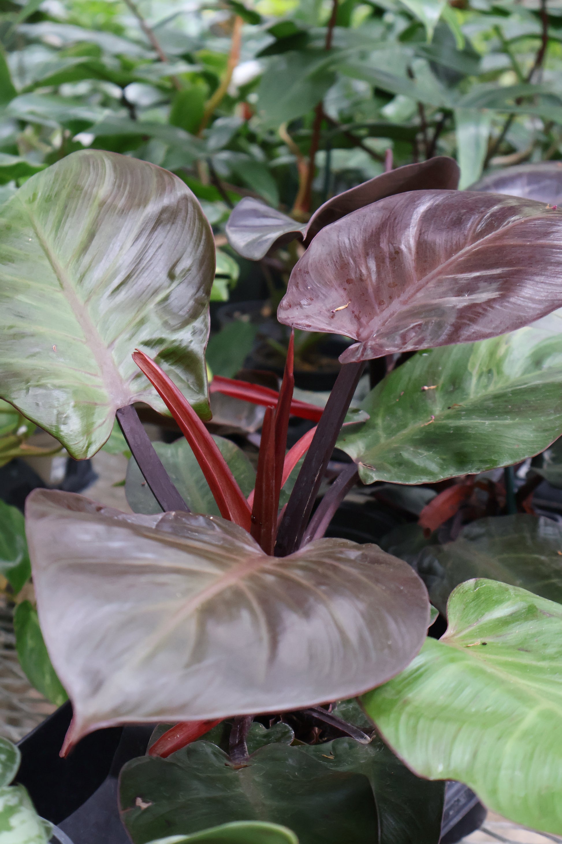 5" PHILODENDRON CHERRY RED – Pandy's Garden Center