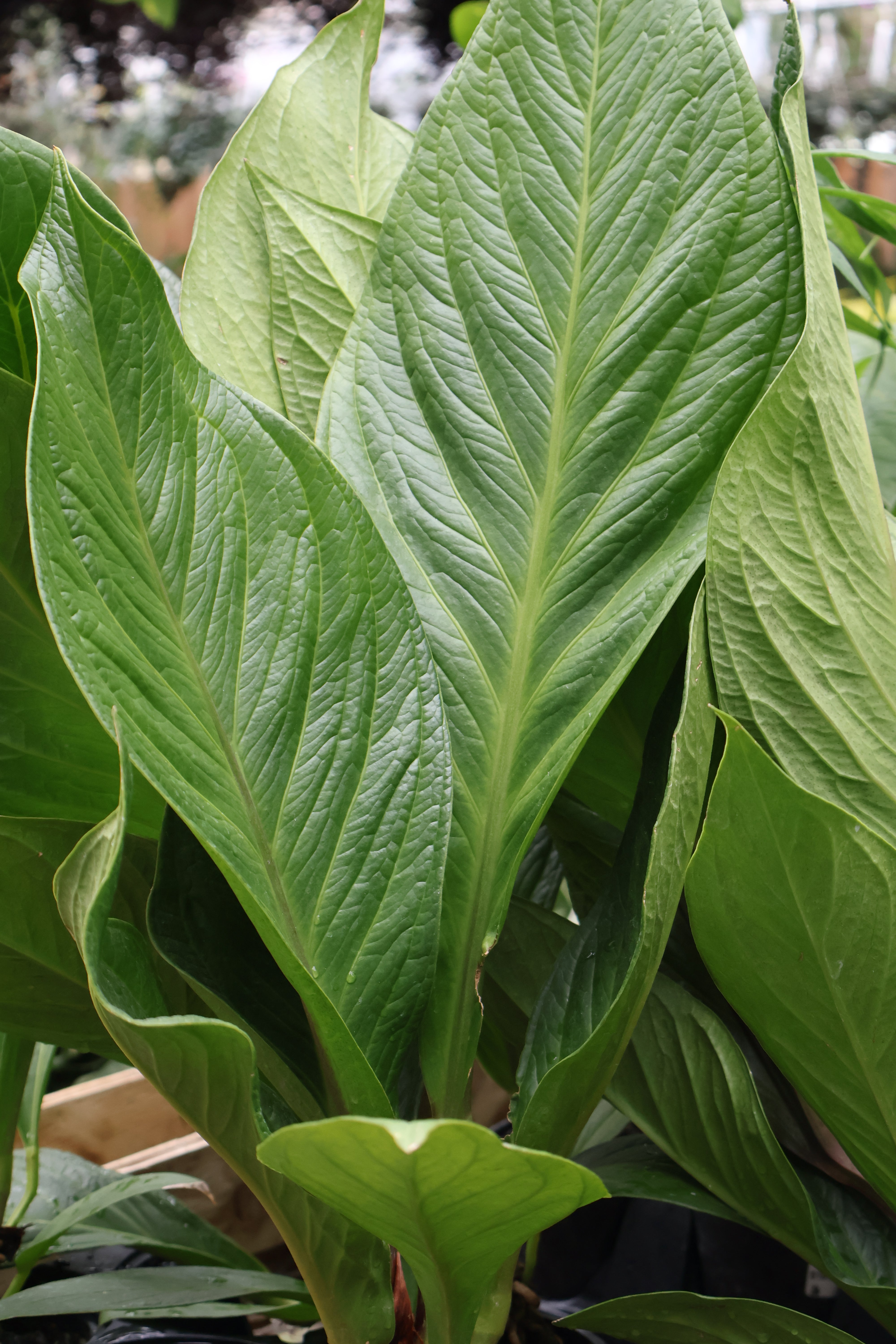 4.5" ANTHURIUM COBRA – Pandy's Garden Center