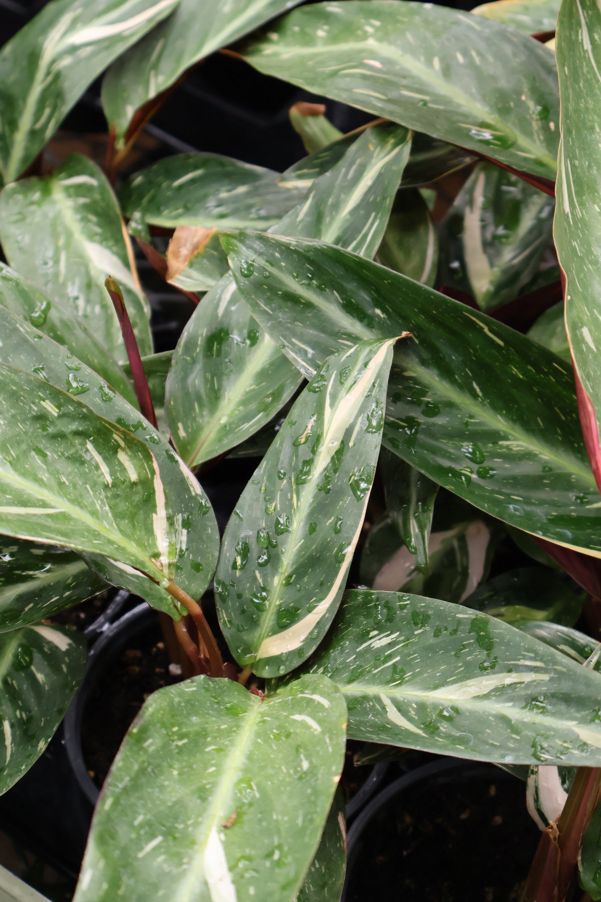 4.5" STROMANTHE MAGIC STAR – Pandy's Garden Center