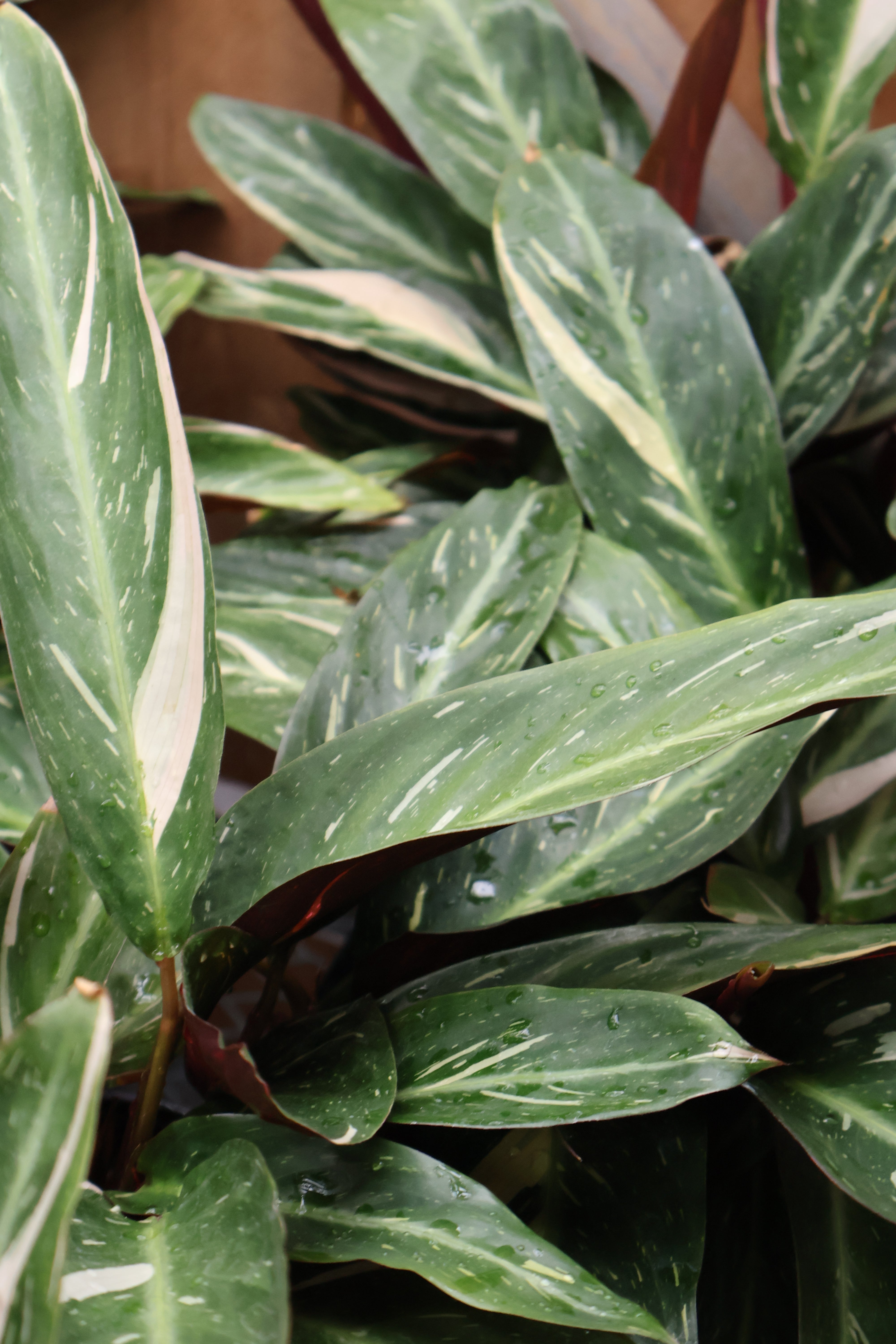 6" STROMANTHE MAGIC STAR – Pandy's Garden Center