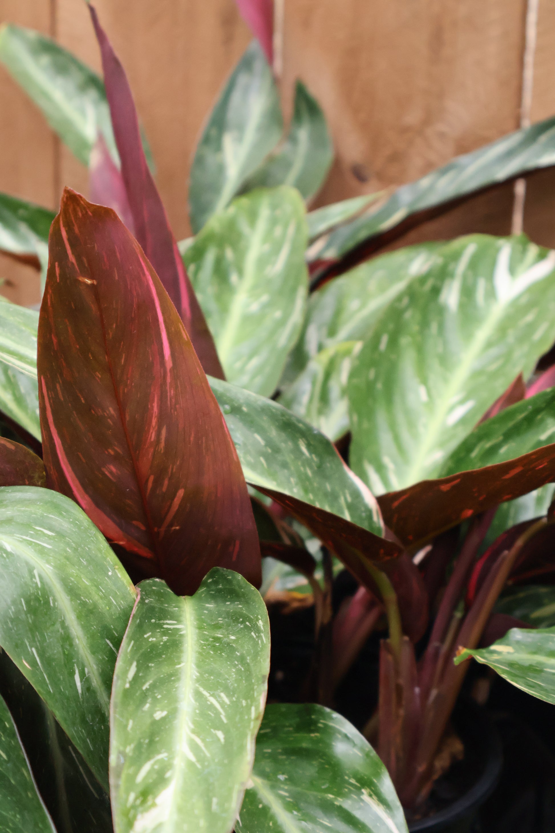 6" STROMANTHE MAGIC STAR – Pandy's Garden Center