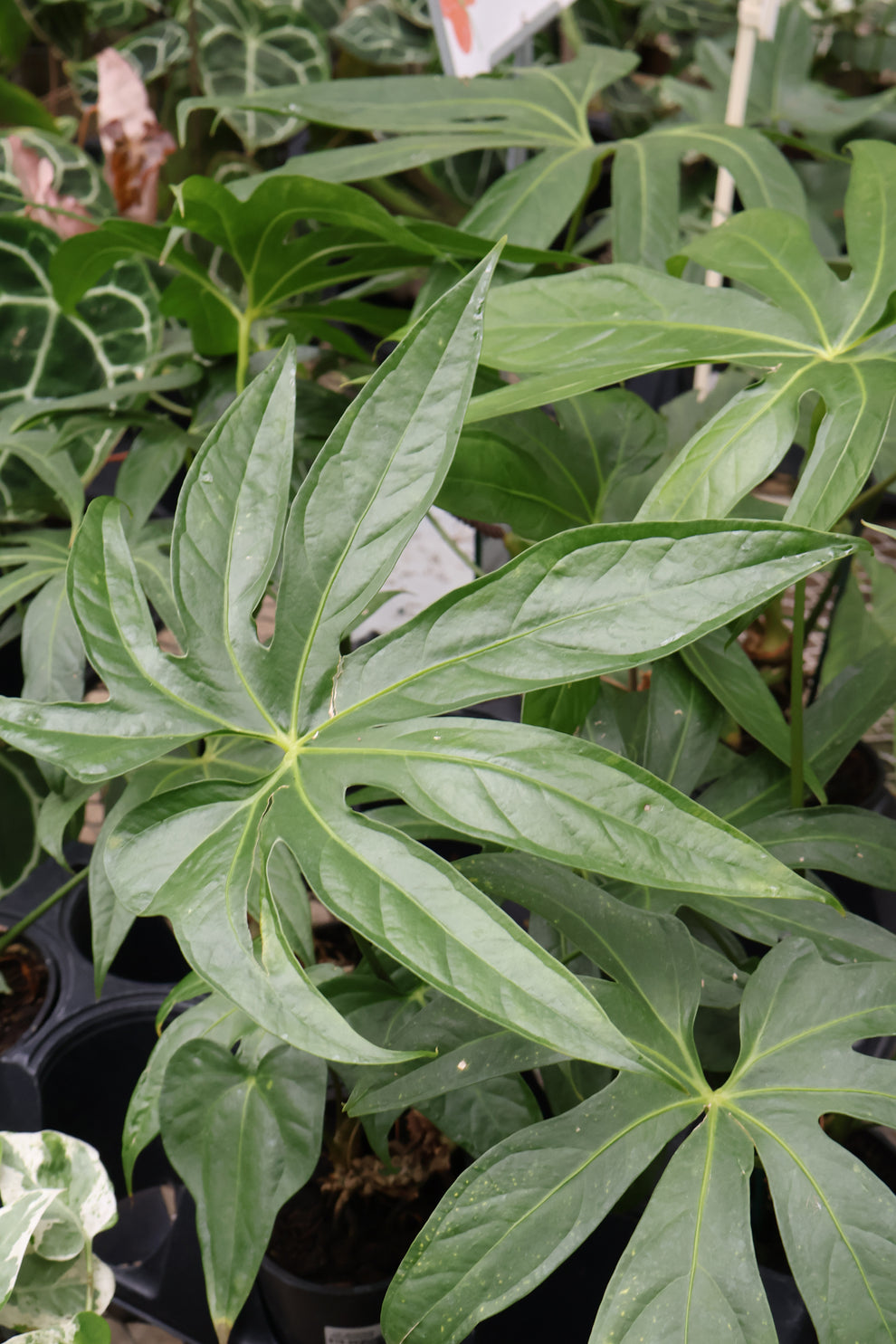 4.5" ANTHURIUM PEDATORADIATUM – Pandy's Garden Center