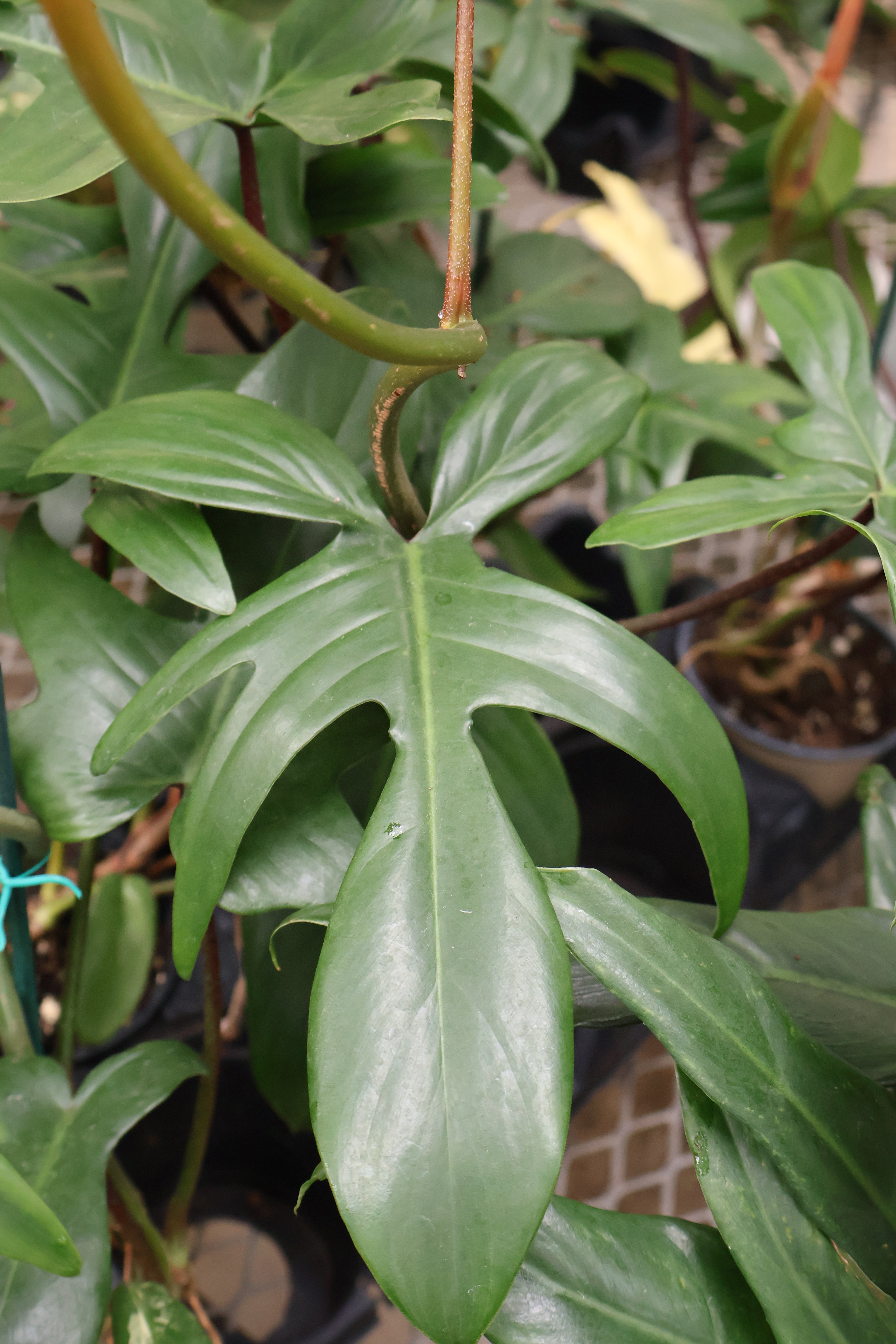 4" PHILODENDRON FLORIDA GREEN – Pandy's Garden Center