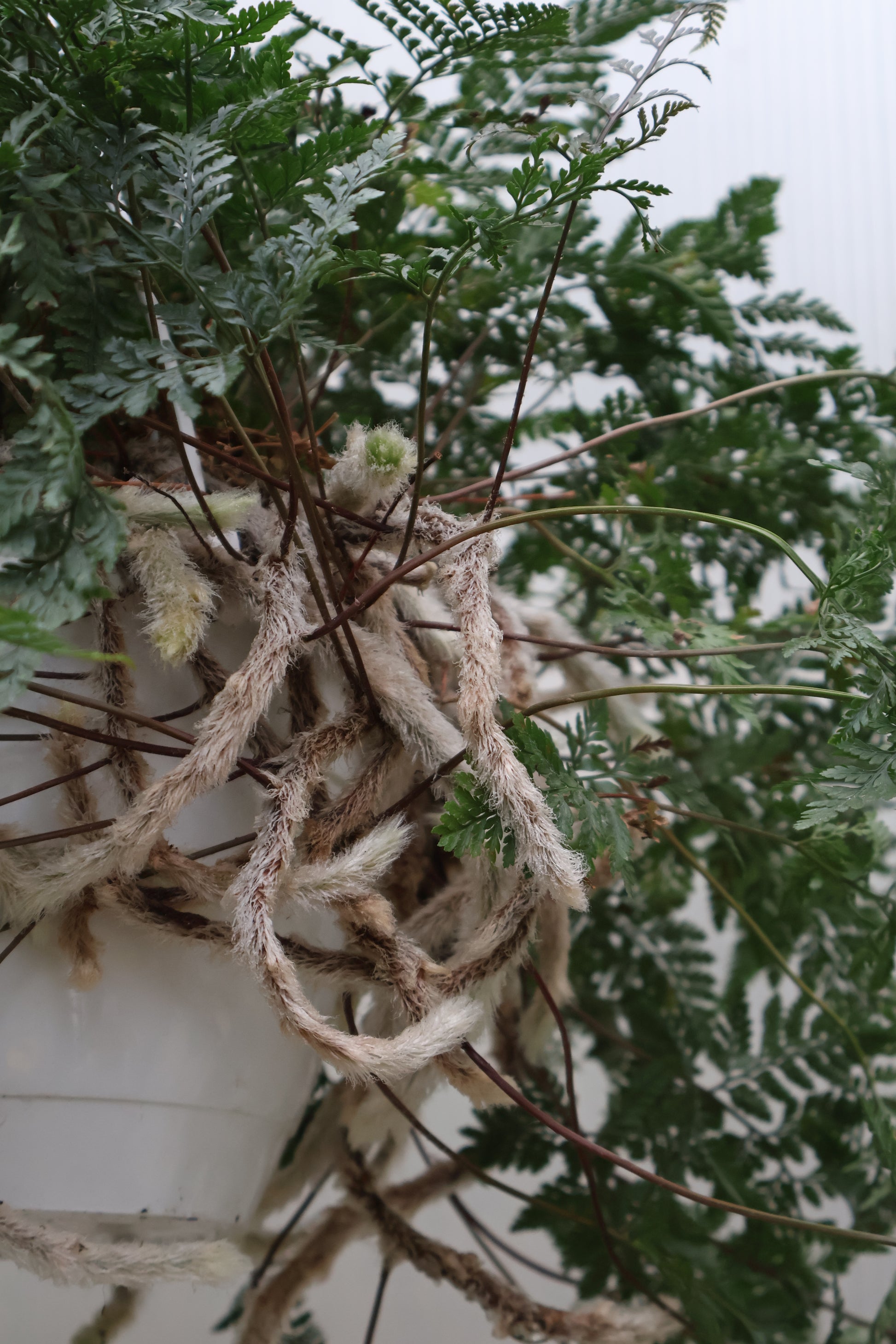 8" HB RABBITS FOOT FERN – Pandy's Garden Center