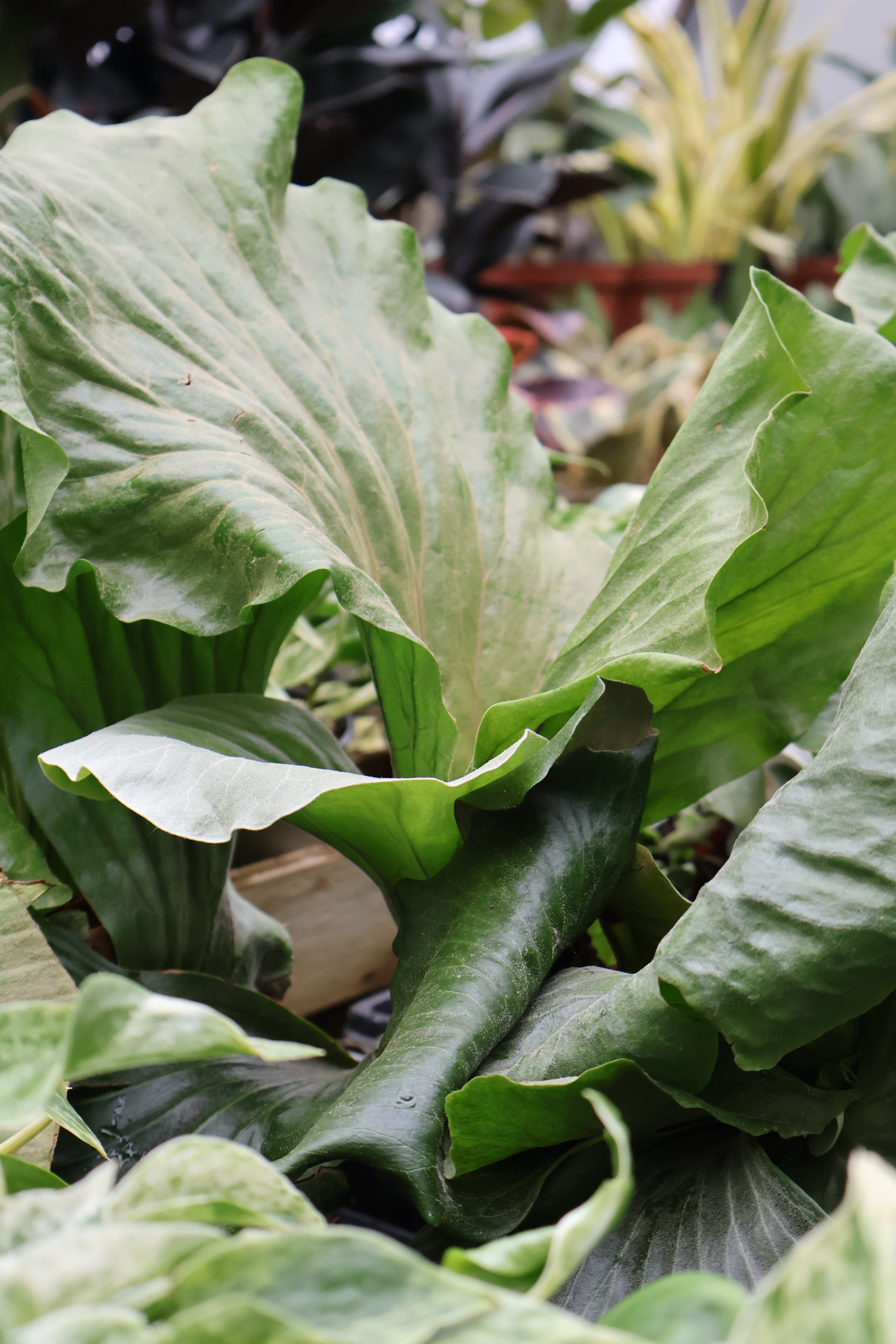 4.5" ELEPHANT STAGHORN FERN – Pandy's Garden Center