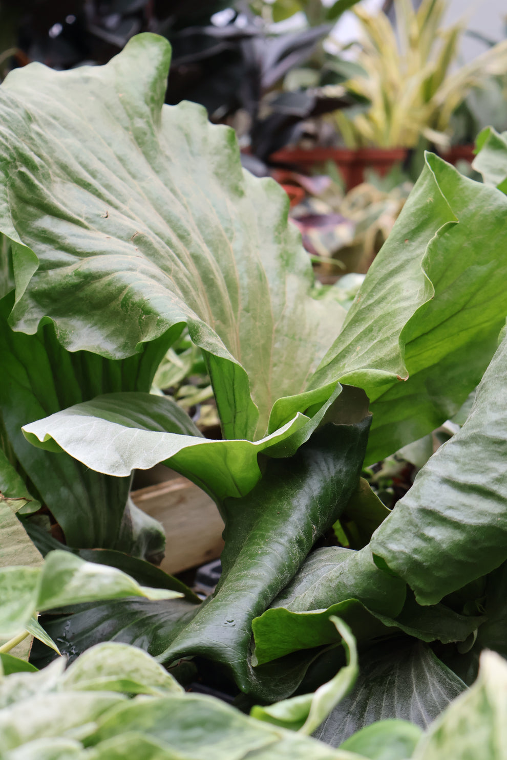 4.5" ELEPHANT STAGHORN FERN – Pandy's Garden Center