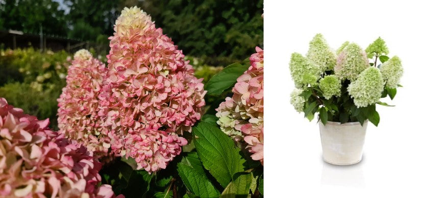 Hydrangea - Little Fresco – Pandy's Garden Center