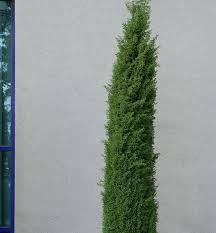 Juniper - Compressa Pencil Point – Pandy's Garden Center