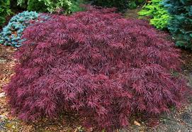 Japanese Maple - 'Red Dragon' Weeping – Pandy's Garden Center