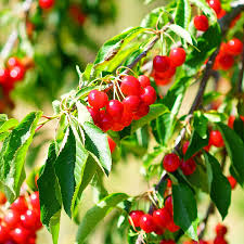Cherry - Meteor Semi Dwarf – Pandy's Garden Center