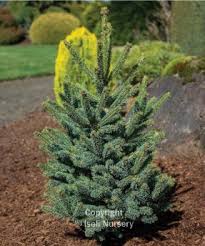 Spruce - Spring Sunshine White – Pandy's Garden Center