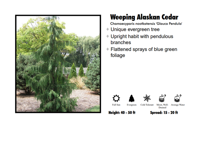 Cedar - Weeping Alaska Blue – Pandy's Garden Center