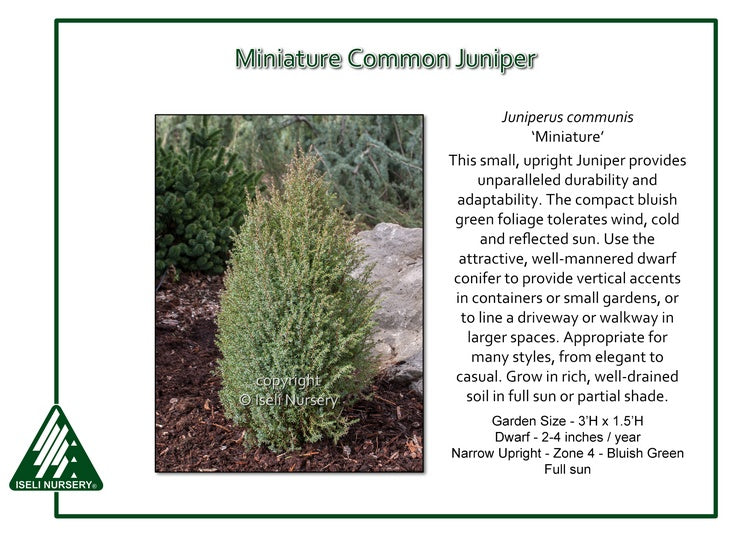 Juniper - Miniature Common – Pandy's Garden Center