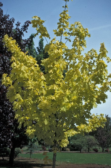 Maple - Princeton Gold Norway – Pandy's Garden Center