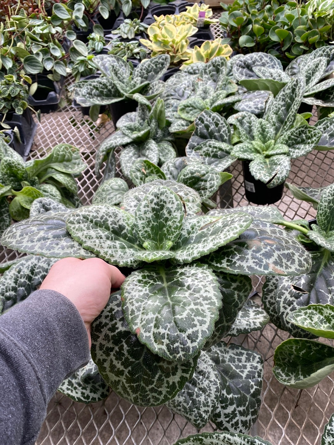 8" STREPTOCARPUS PRETTY TURTLE – Pandy's Garden Center